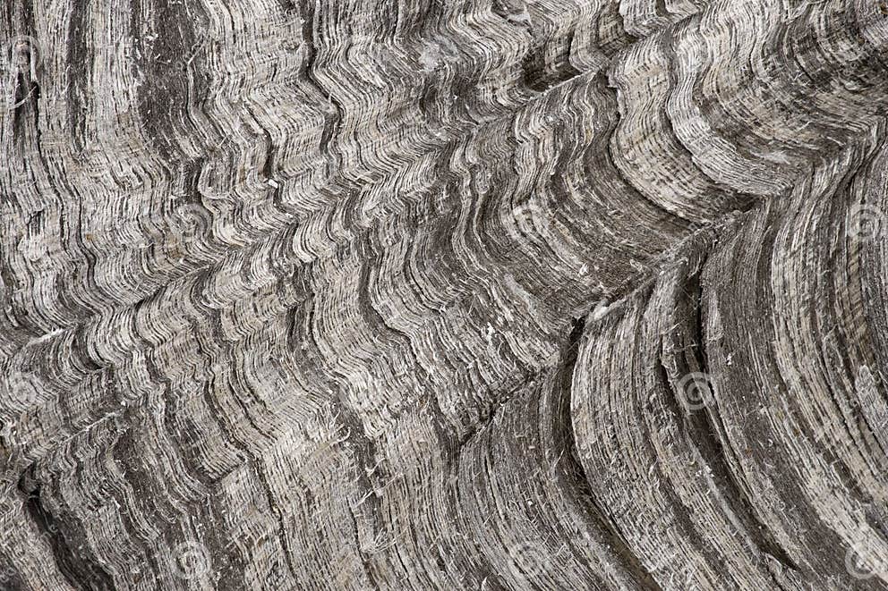 Coarse wood grain stock image. Image of grain, aged, macro - 7605775