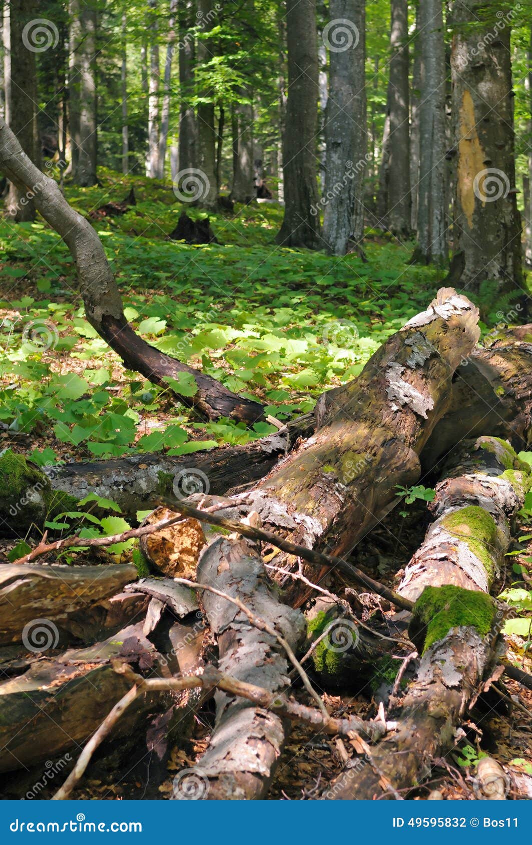 Coarse Woody Debris Stock Photo - Image: 49595832