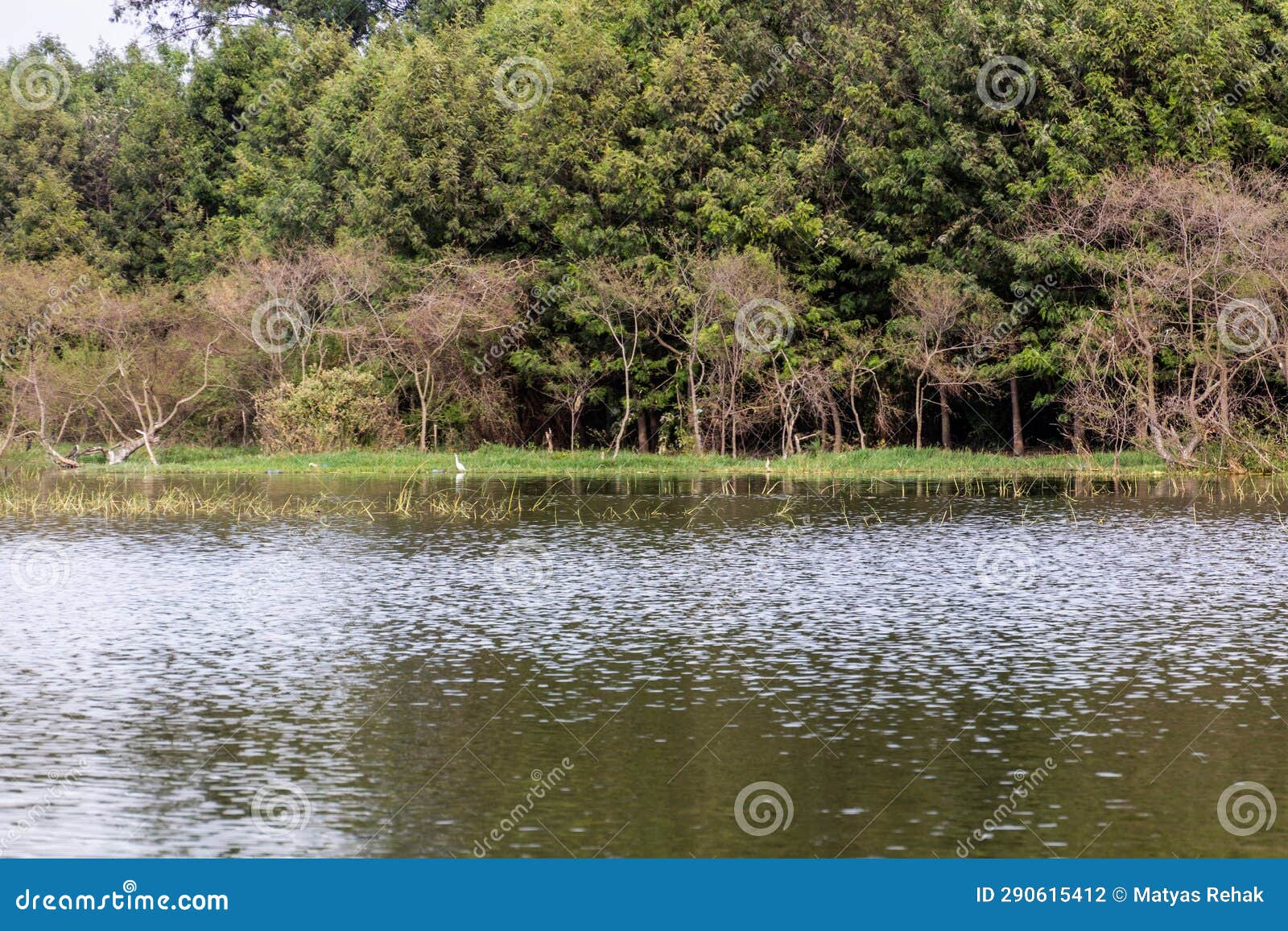 Coast of Awassa Lake, Ethiop Stock Photo - Image of tourism, grass ...