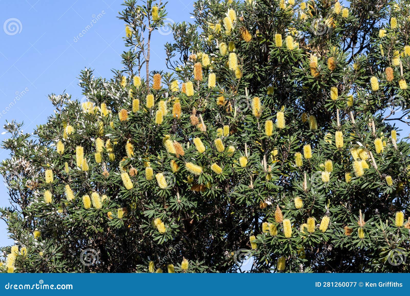 Coast Banksia stock image. Image of integrifolia, yellow - 281260077