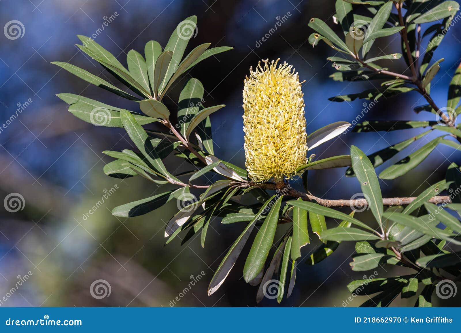 Coast Banksia (Banksia Integrifolia) Cones With Follicles (fruits ...