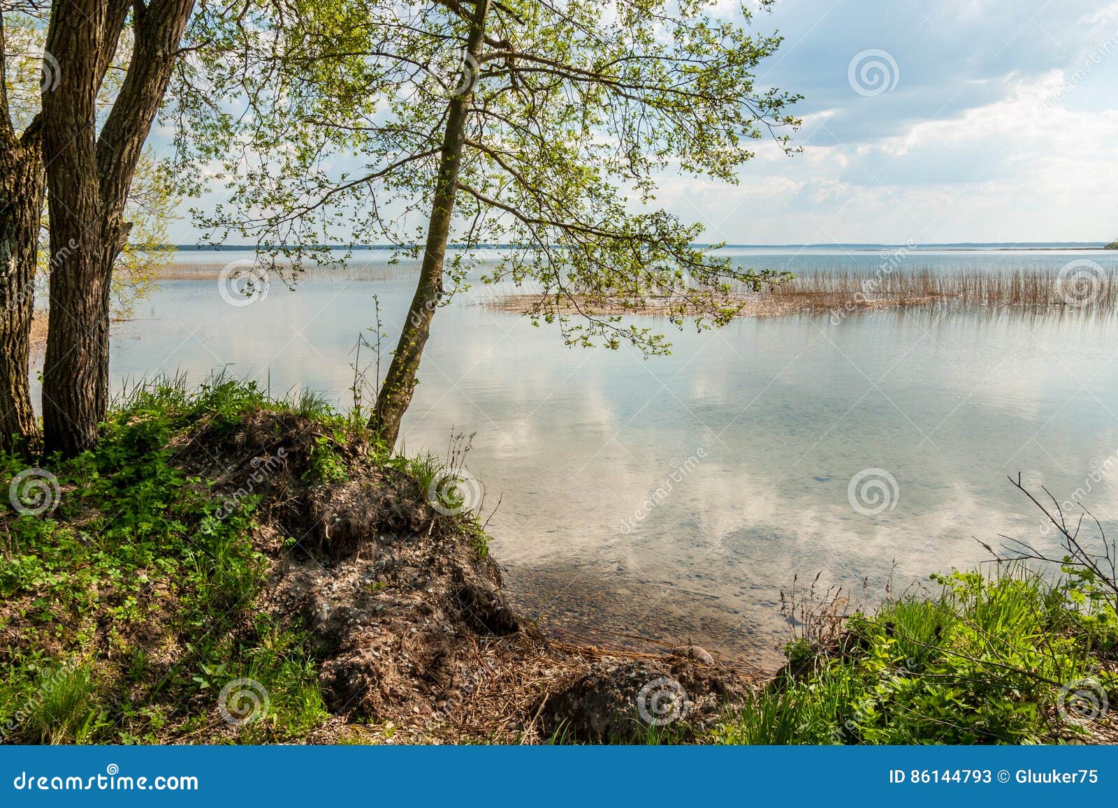 Coast of the Big Lake with Trees Over Water Stock Image - Image of ...