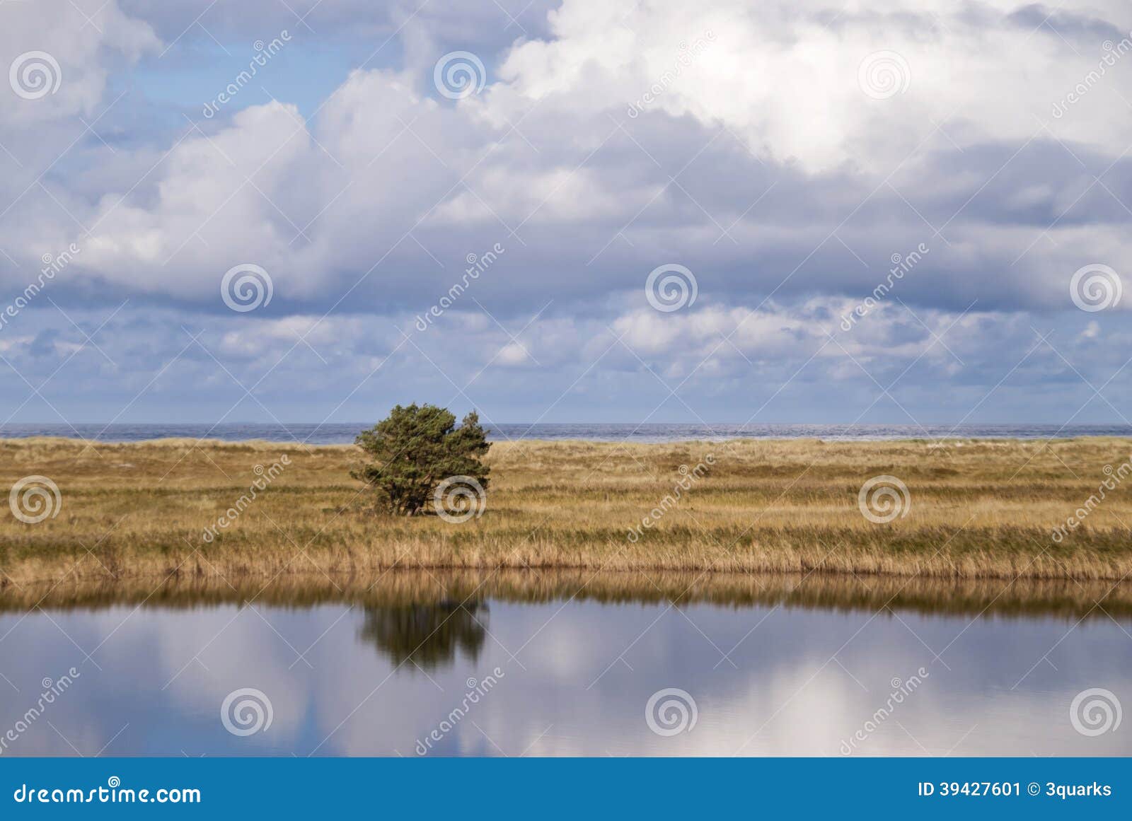 Coast of Darss, Germany stock image. Image of naturesanctuary - 39427601