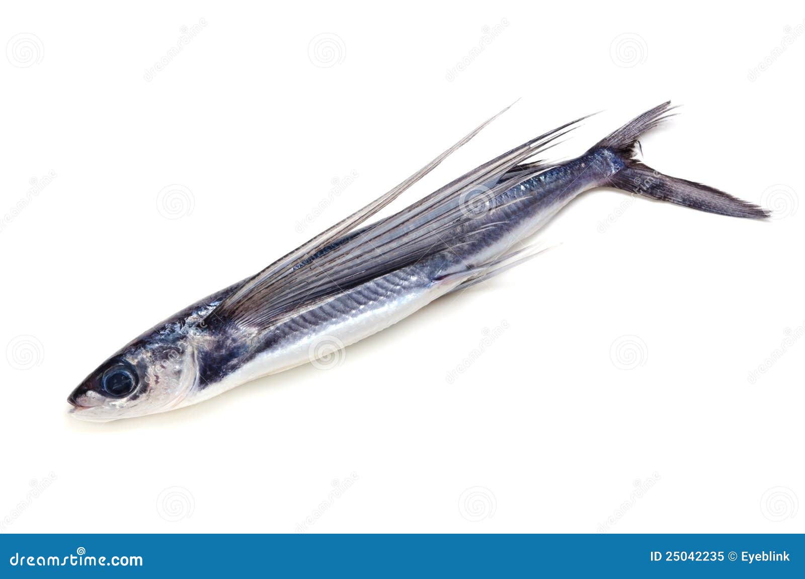 Coast flying fish stock image. Image of food, eating - 25042235