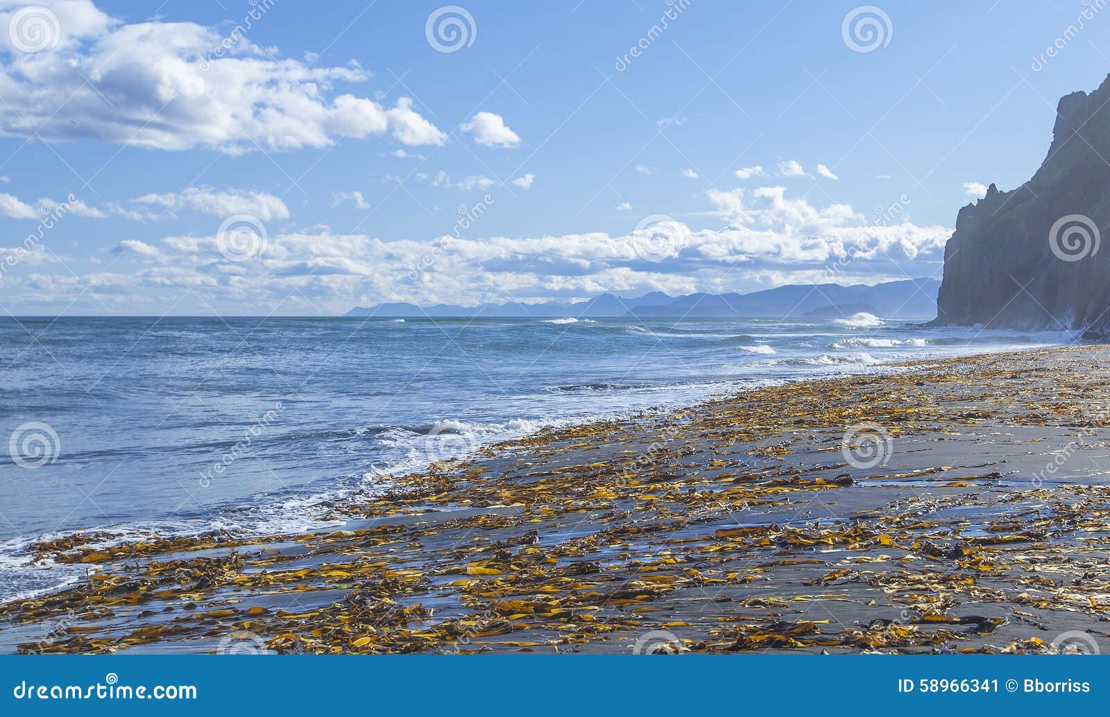 Coast of Pacific Ocean with Sea Kale on Kamchatka Stock Image - Image ...