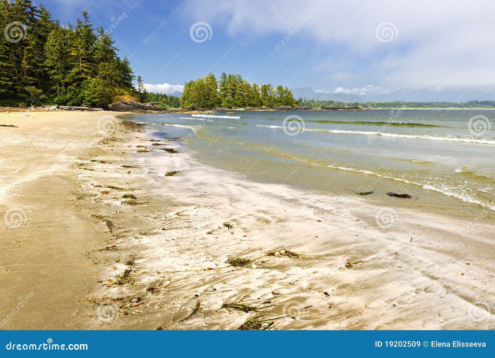 Coast of Pacific Ocean, Vancouver Island, Canada Stock Image - Image of ...