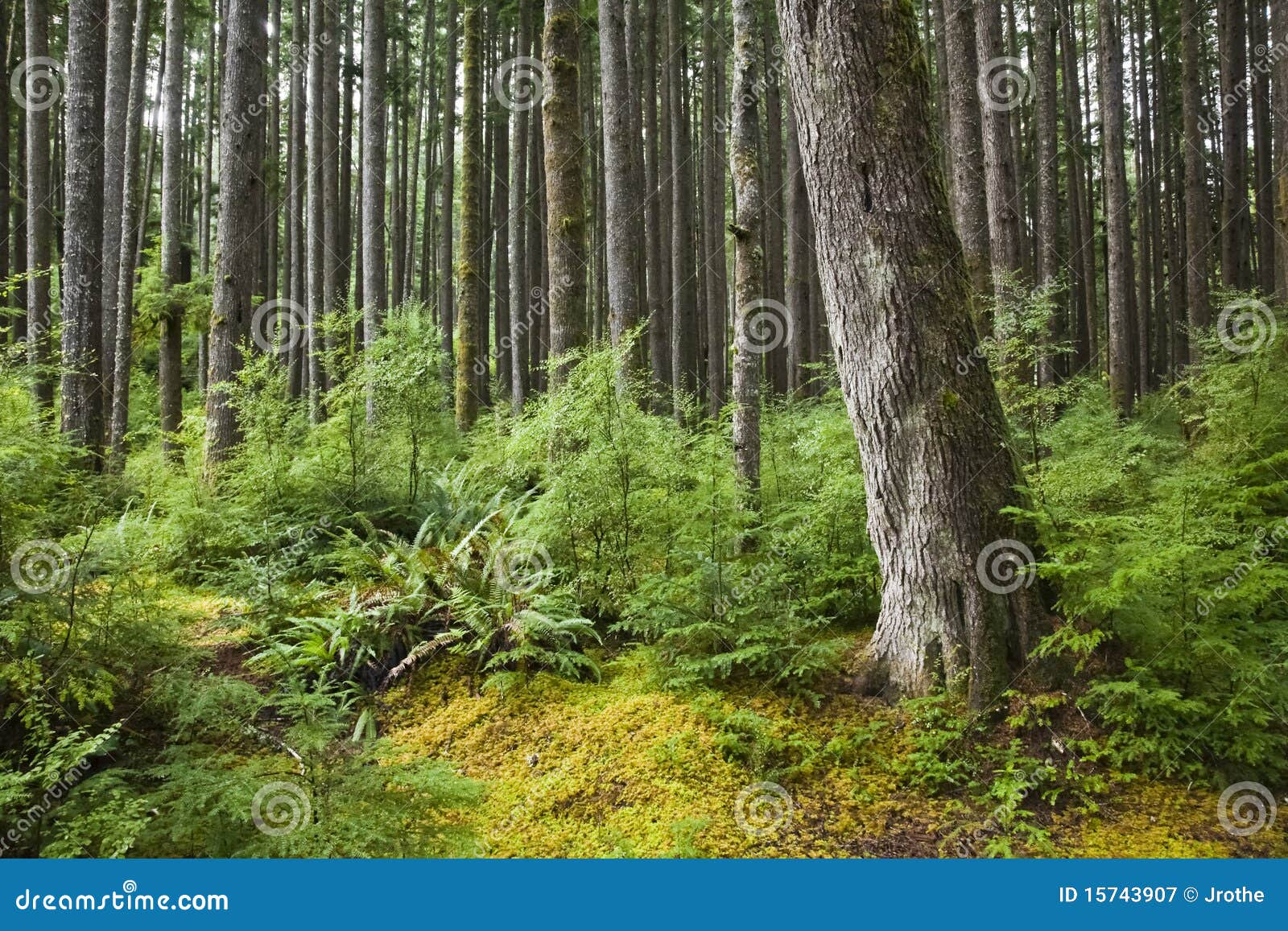 Coast Rain Forest stock image. Image of straight, foliage - 15743907
