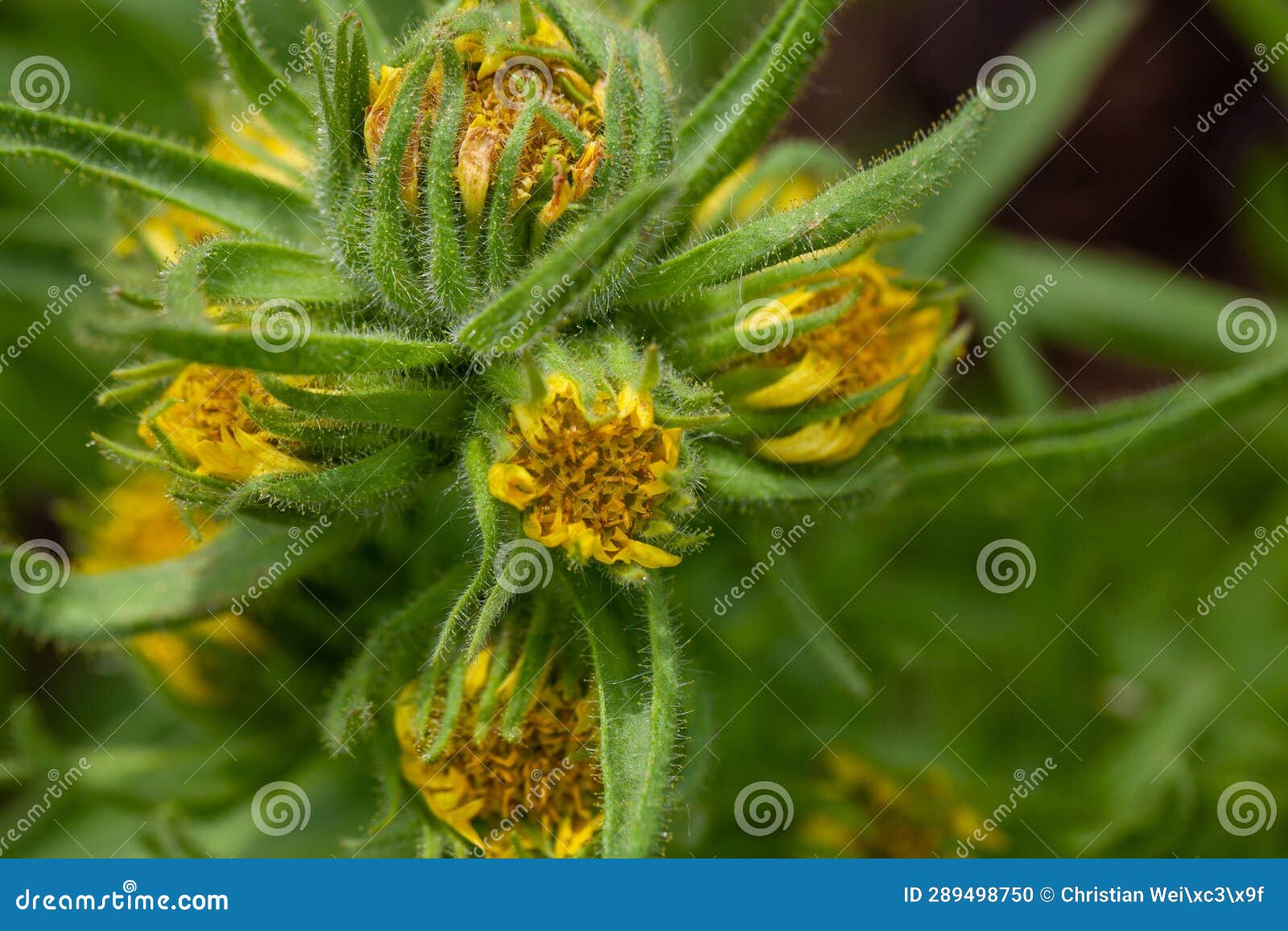 Coast Tarweed, Madia Sativa Stock Photo - Image of yellow, beautiful ...