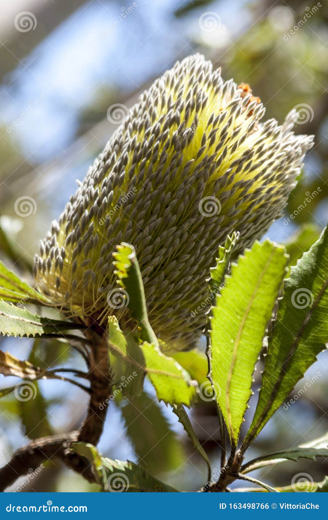 Coastal Banksia Tree Stock Photo | CartoonDealer.com #100091262