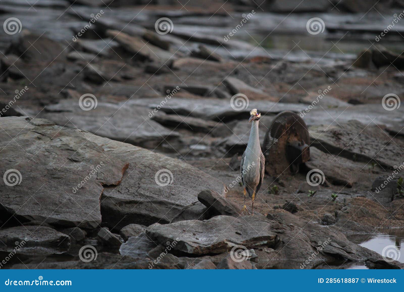 Coastal Bird Walking Along the Rocky Shore. Stock Image - Image of ...