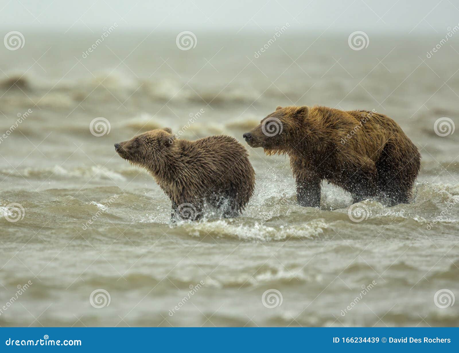 Coastal Brown Bear Sow and Cub Running Stock Image - Image of shore ... Coastal Brown Bear Sow and Cub Running Stock Image - Image of shore ...