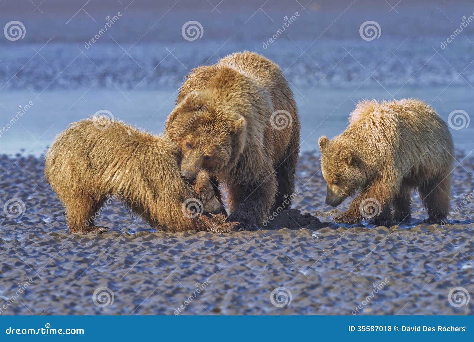 Coastal Brown Bears on the Mud Flats Stock Photo - Image of flats ... Coastal Brown Bears on the Mud Flats Stock Photo - Image of flats ...
