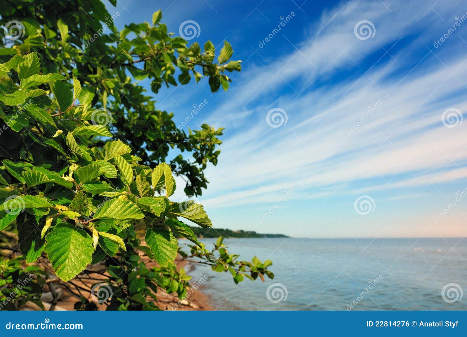 Coastal bushes stock photo. Image of nature, ocean, foliage - 22814276