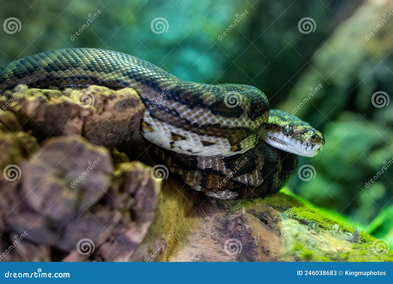 Coastal Carpet Python.Morelia Spilota Mcdowelli Close Up or the Eastern ...