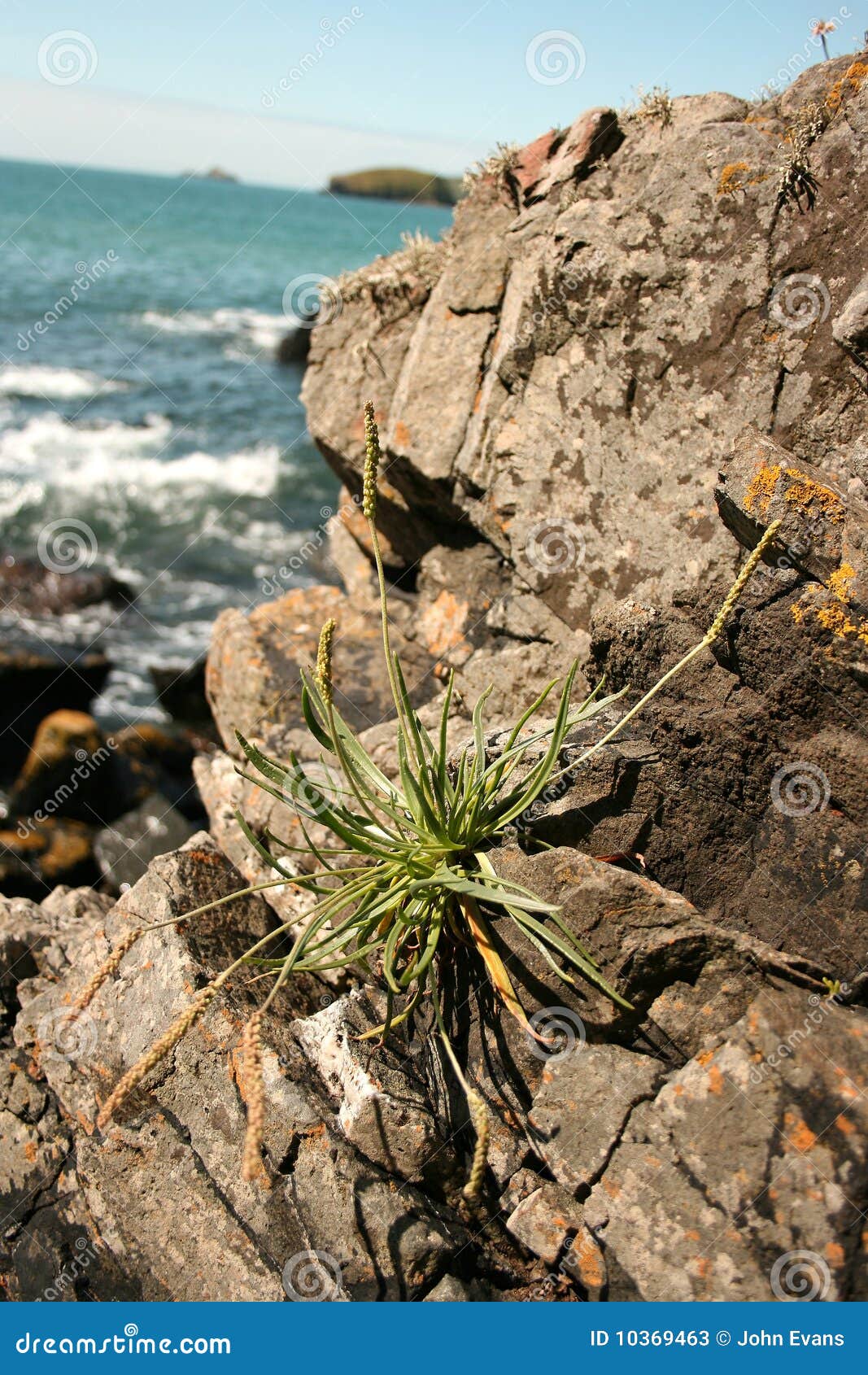 Coastal Cliff Plant stock image. Image of alone, crag - 10369463