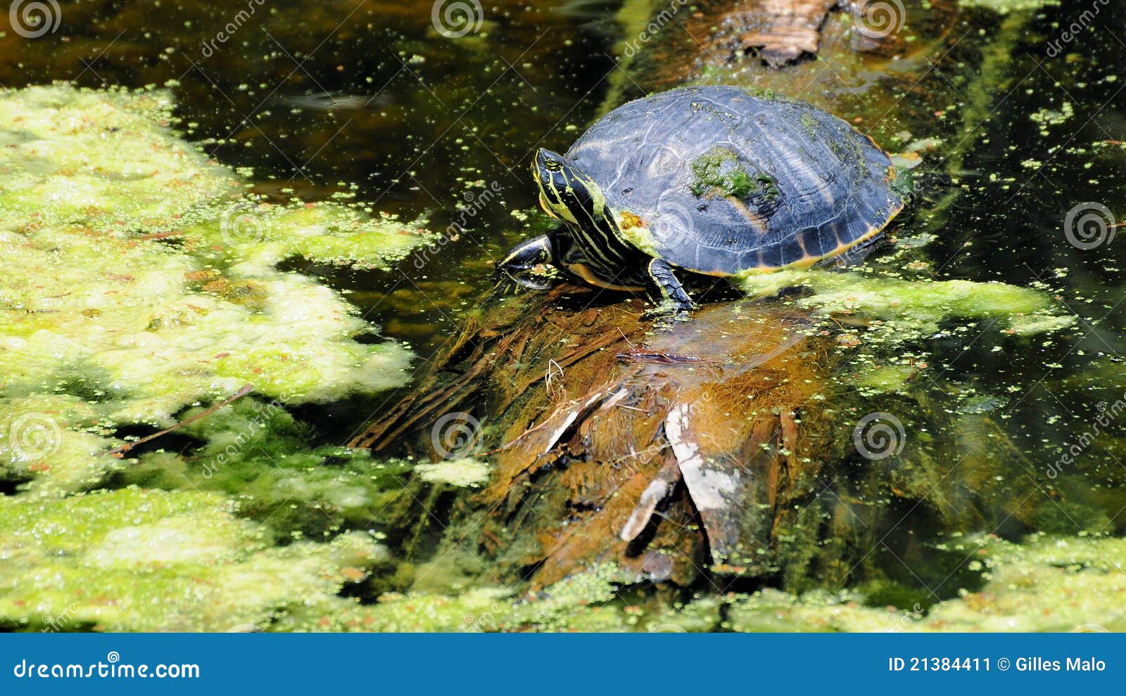 Coastal Turtle stock image. Image of pets, coastal, animals - 21384411