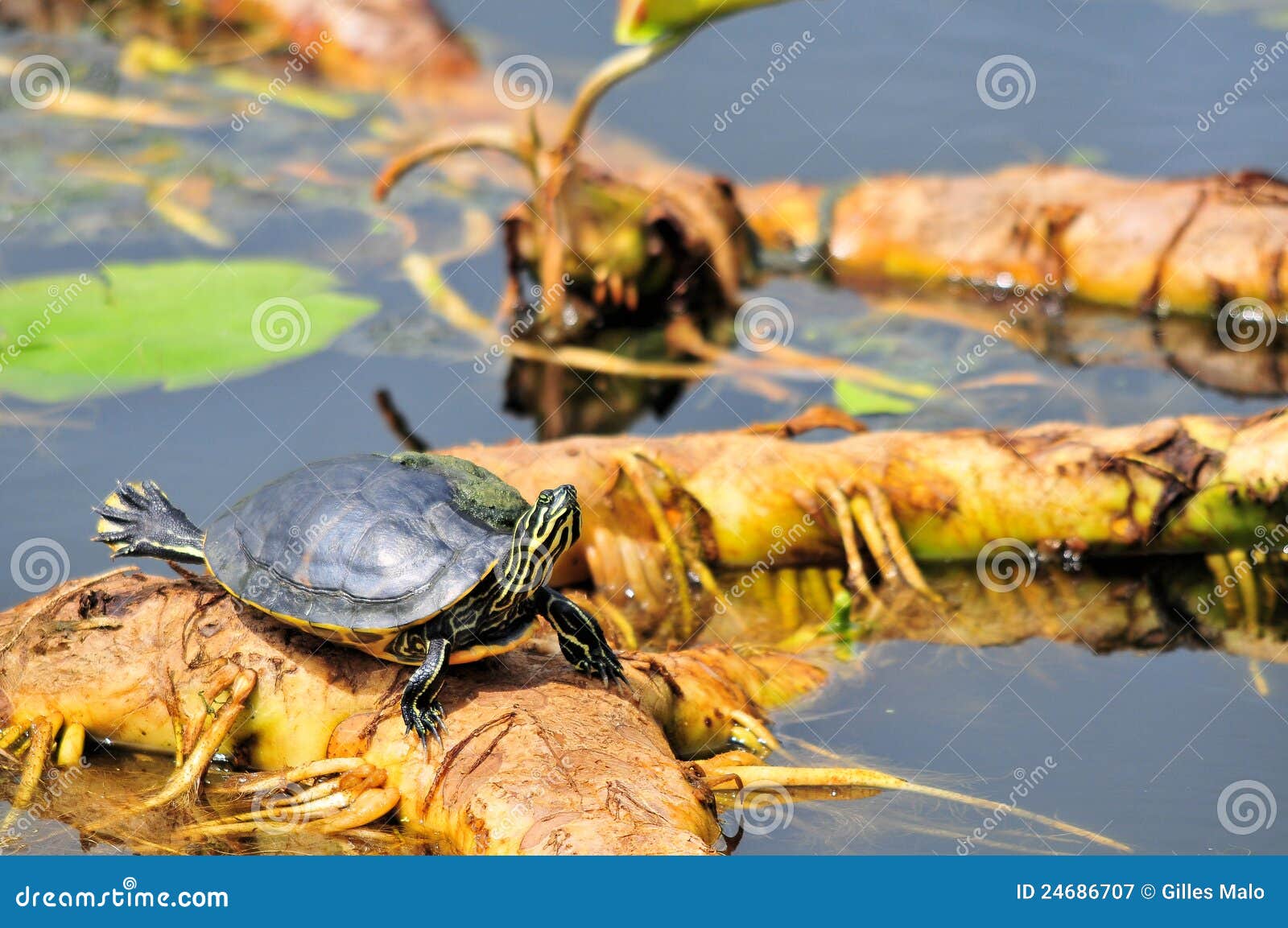 Coastal turtle stock image. Image of outdoors, eyes, animals - 24686707