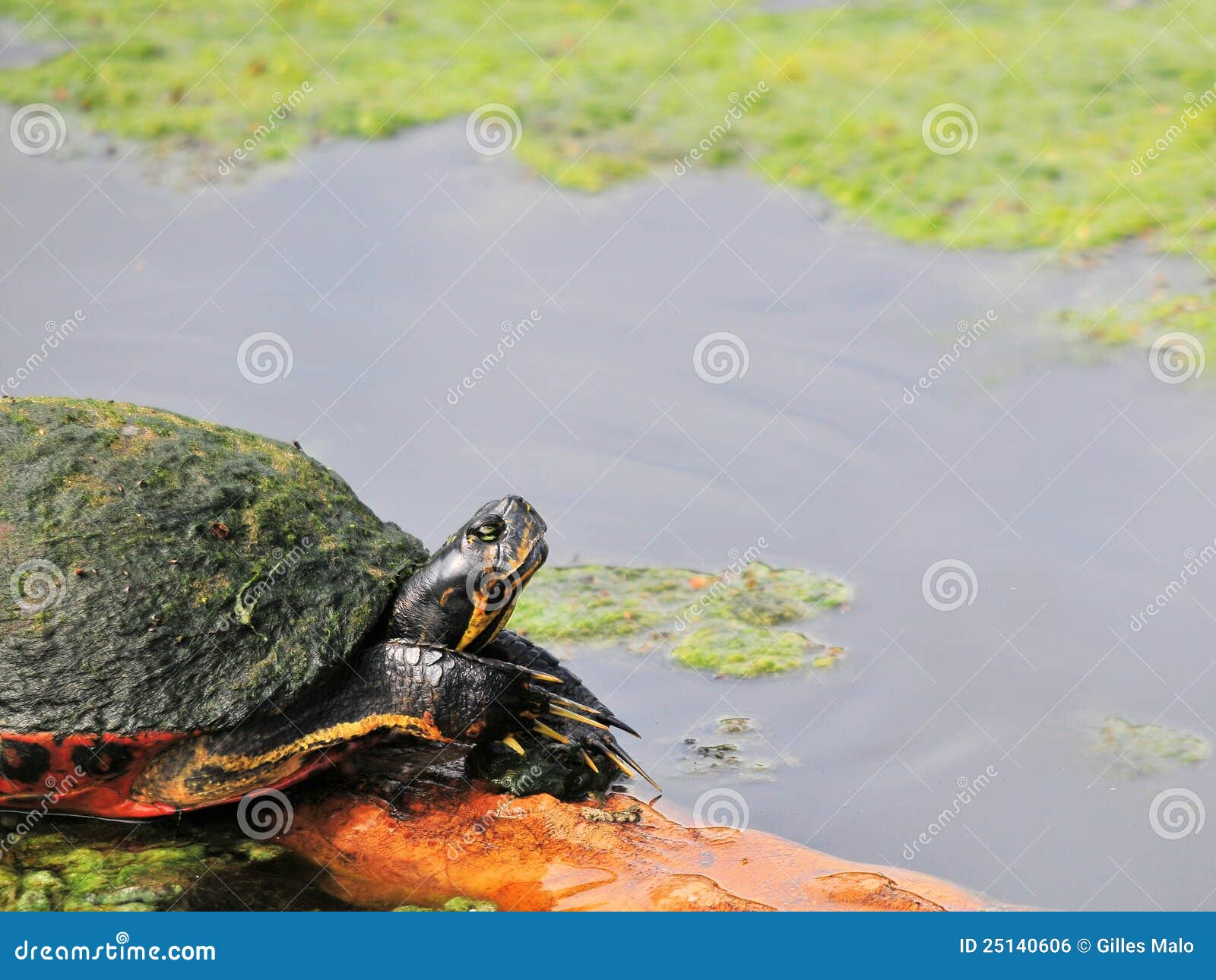 Coastal Turtle stock photo. Image of duckweed, sunny - 25140606