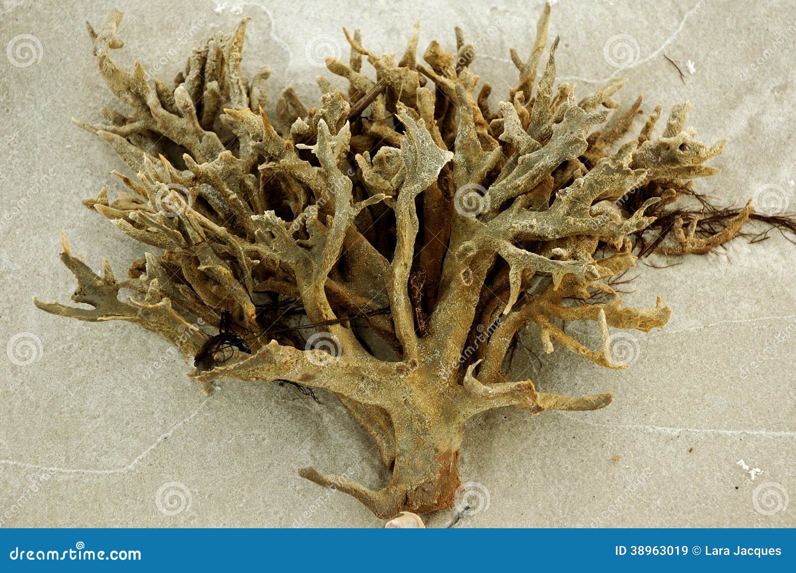 Coastal Coral stock image. Image of island, coral, dead - 38963019