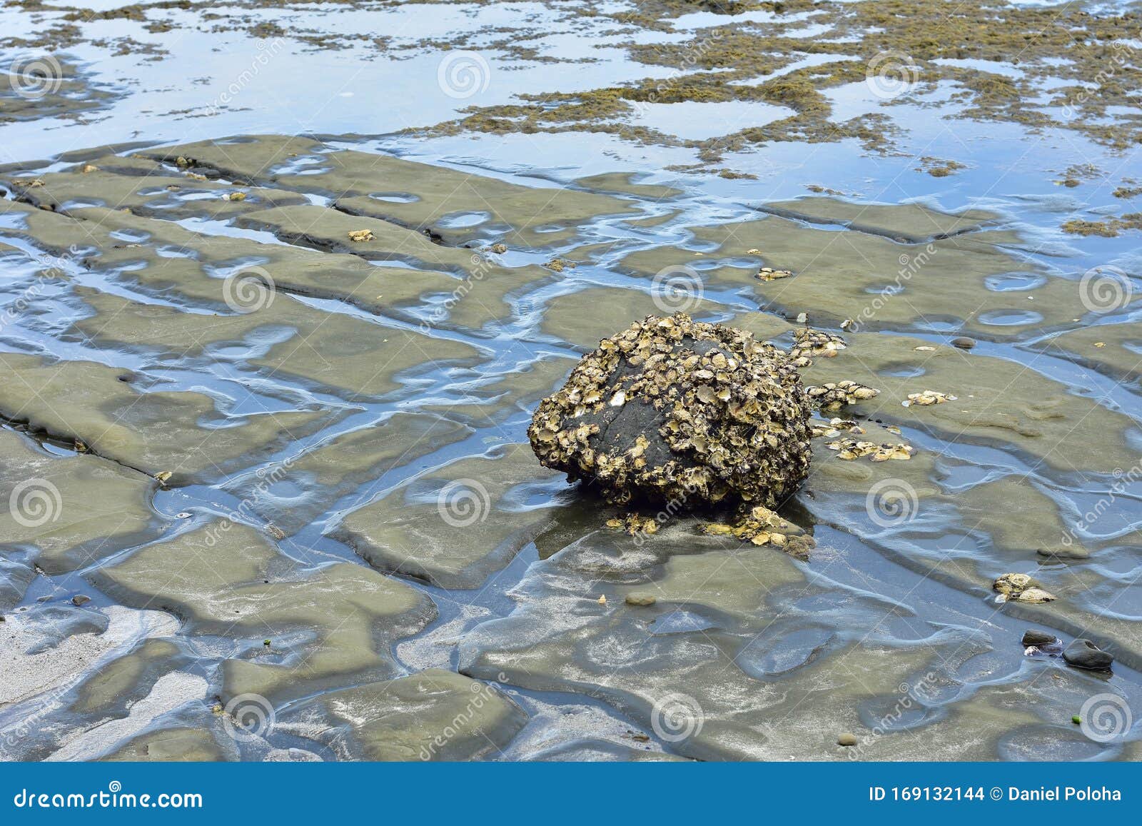 Coastal Covered with Oyster Shells Stock Photo - Image of cracks ...
