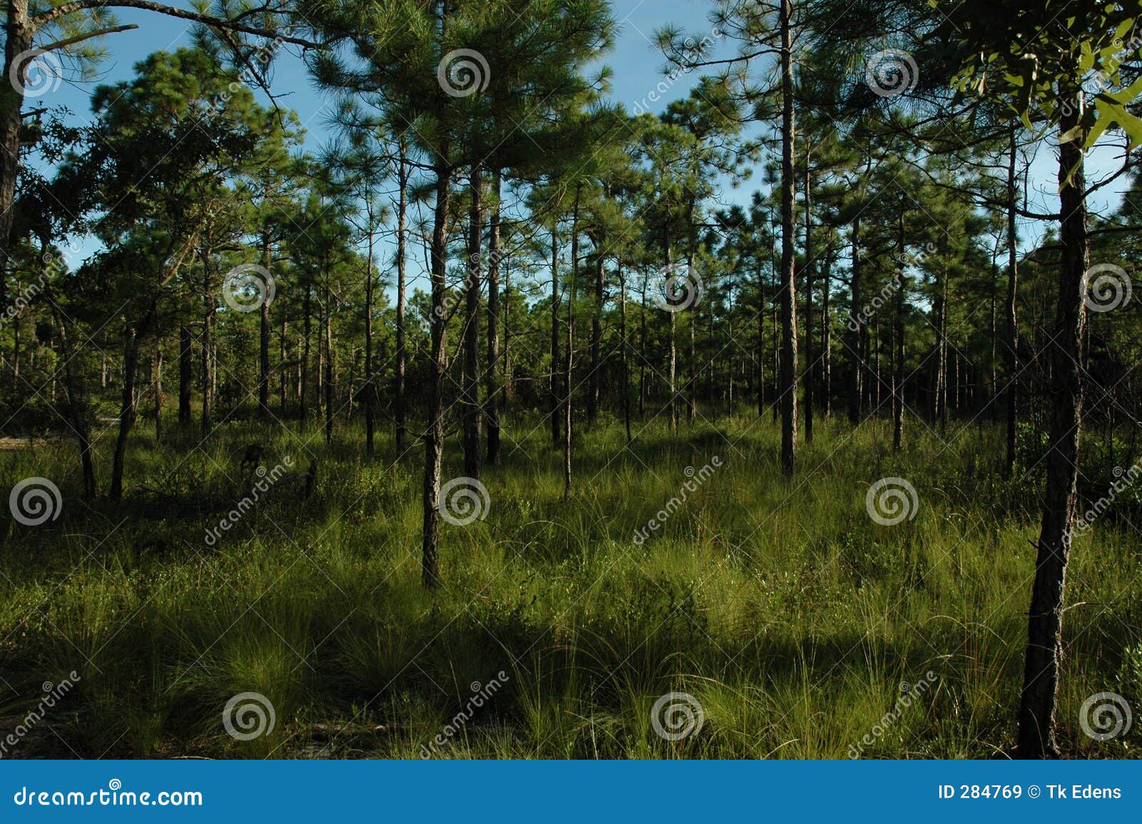 Coastal Forest stock image. Image of trees, grass, tall - 284769
