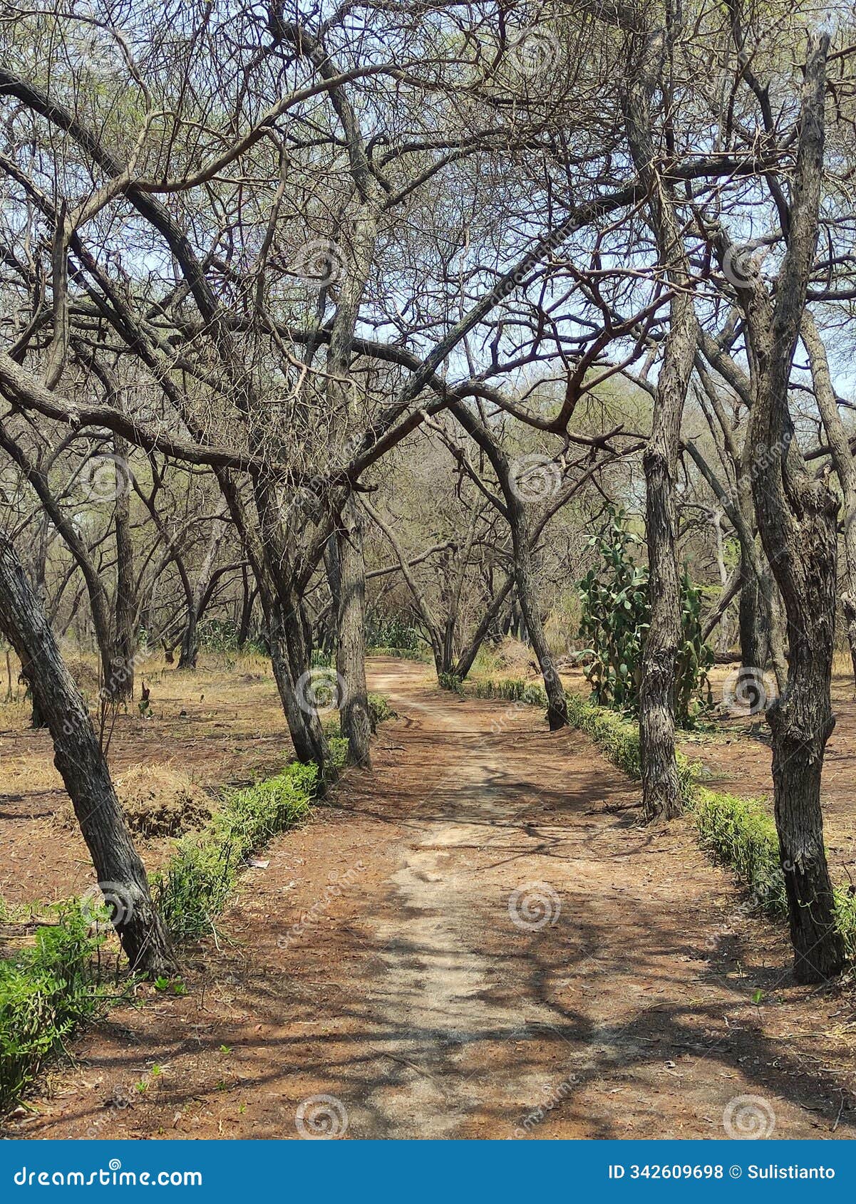 Coastal Forest Vegetation is Still Shady Stock Photo - Image of ...