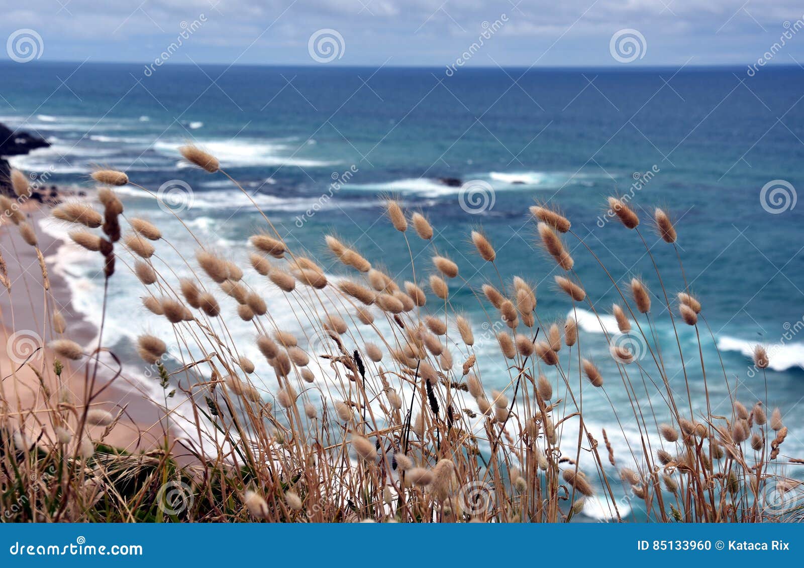 Coastal Grasses on the Coast Stock Photo - Image of golden, apostles ...