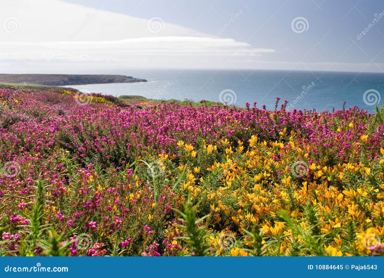 Coastal Heathland in Summer Stock Image - Image of gorse, yellow: 10884645