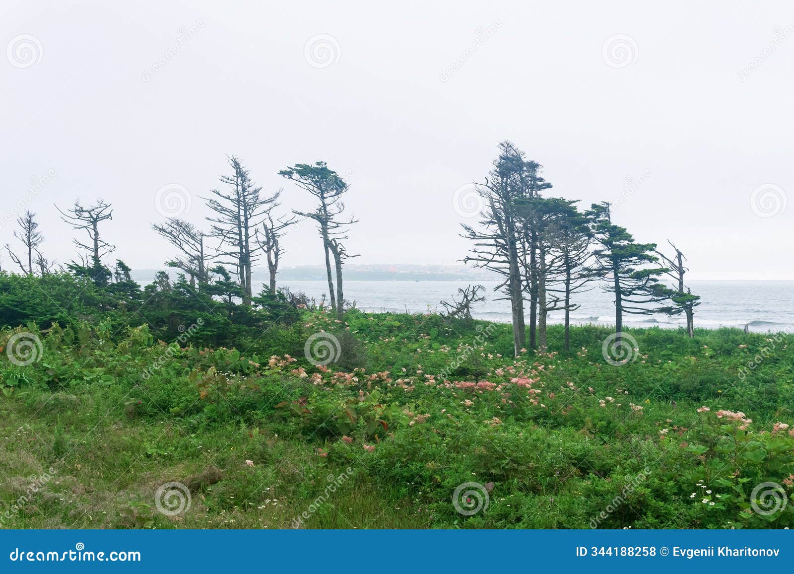 Trees With Curved Roots In The Fir Forest. A Hiking Path Through The ...