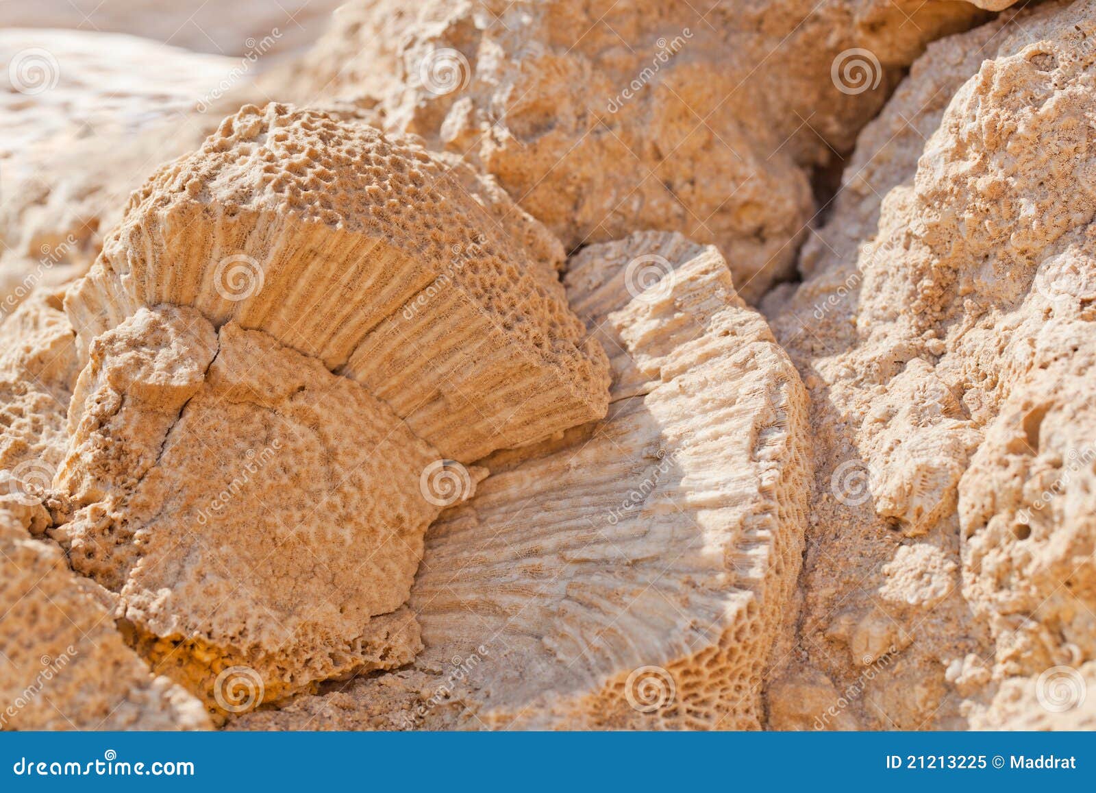 Coastal limestone aged stock image. Image of nature, porous - 21213225