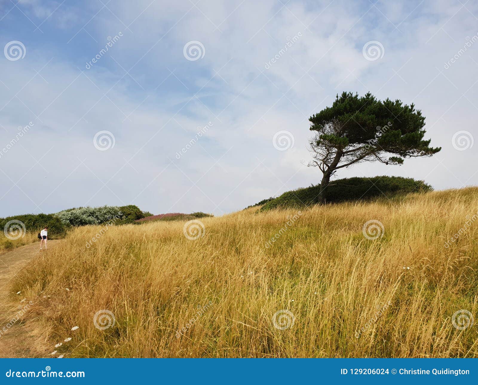 Windswept Tree stock photo. Image of windswept, coastal - 129206024
