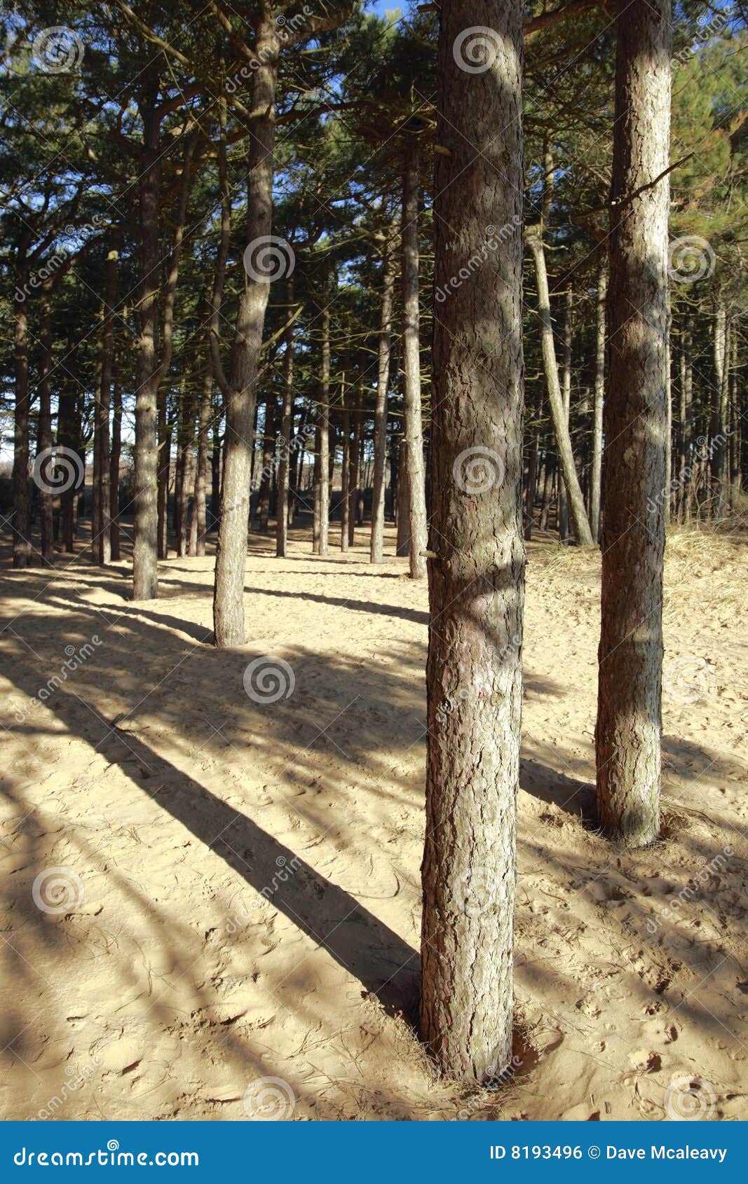 Coastal Pinewoods at Formby Point Stock Photo - Image of replant ...