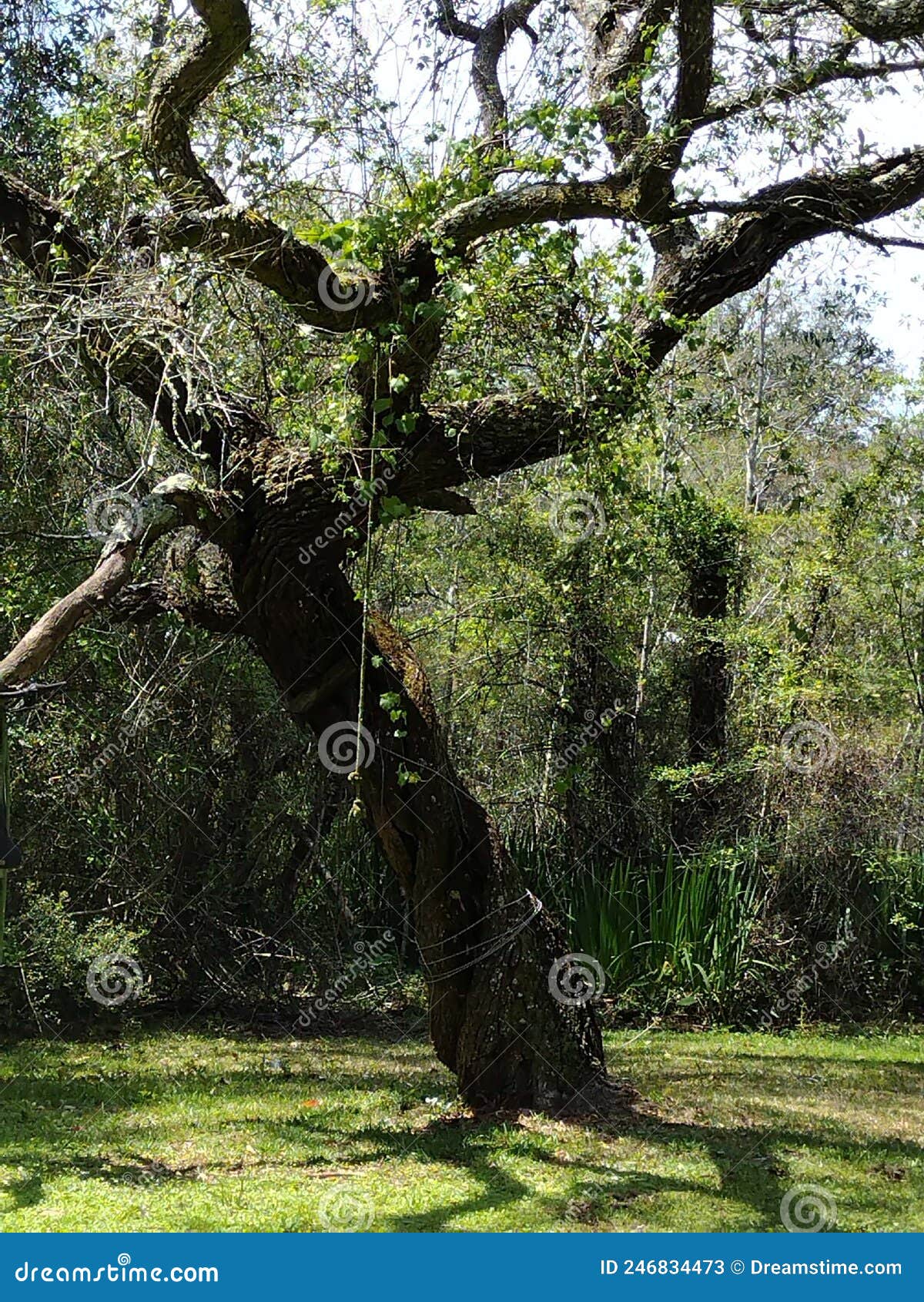 Coastal pirate tree stock image. Image of sunlight, green - 246834473