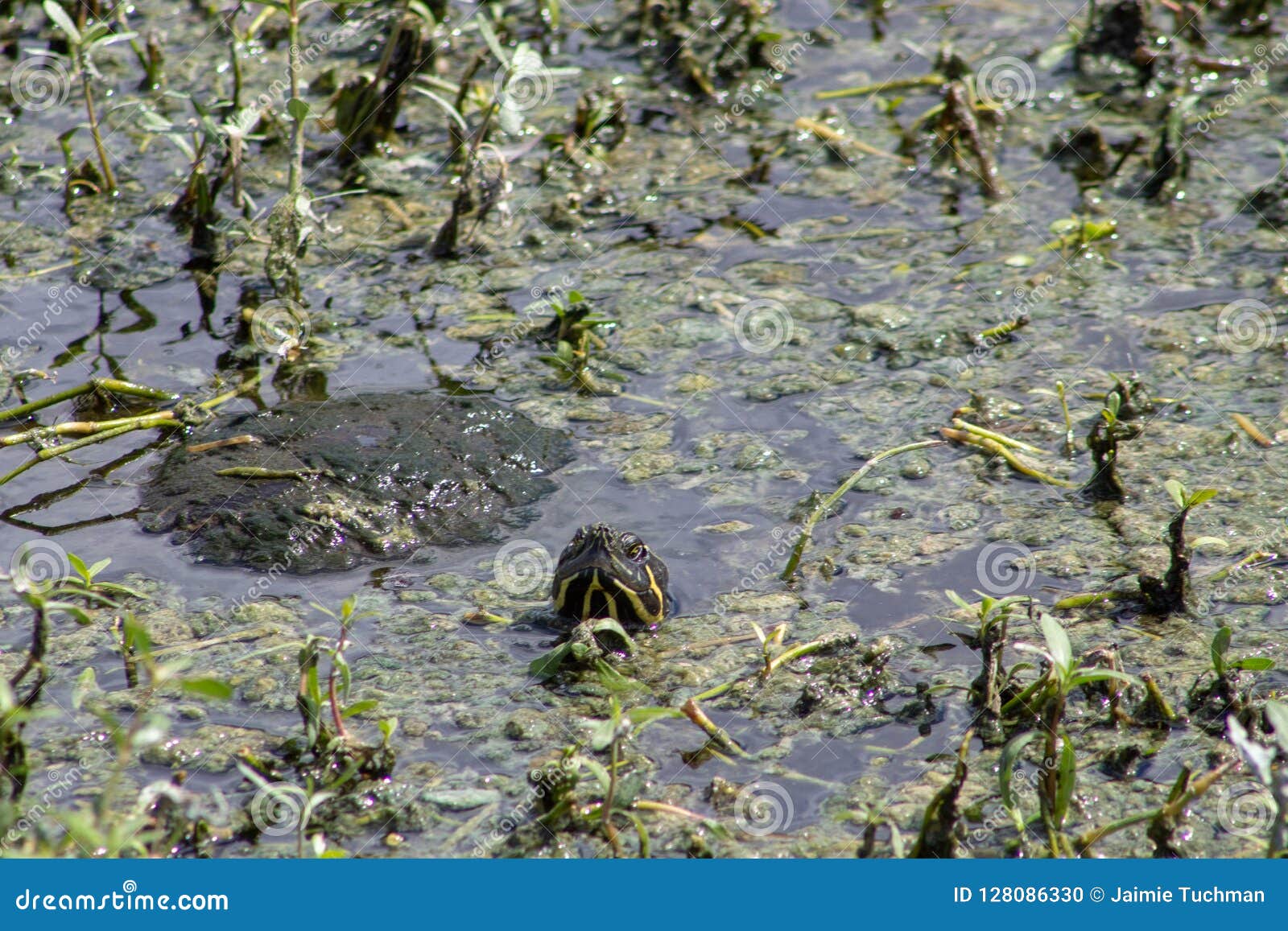 Coastal plain Turtle stock photo. Image of bathing, chicken - 128086330