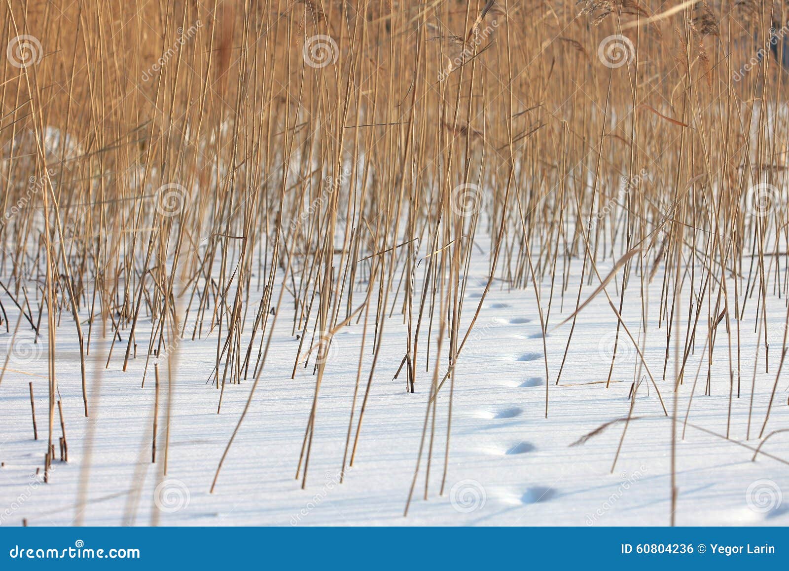 Coastal Plant Cane Phragmites in Winter Stock Photo - Image of bulrush ...
