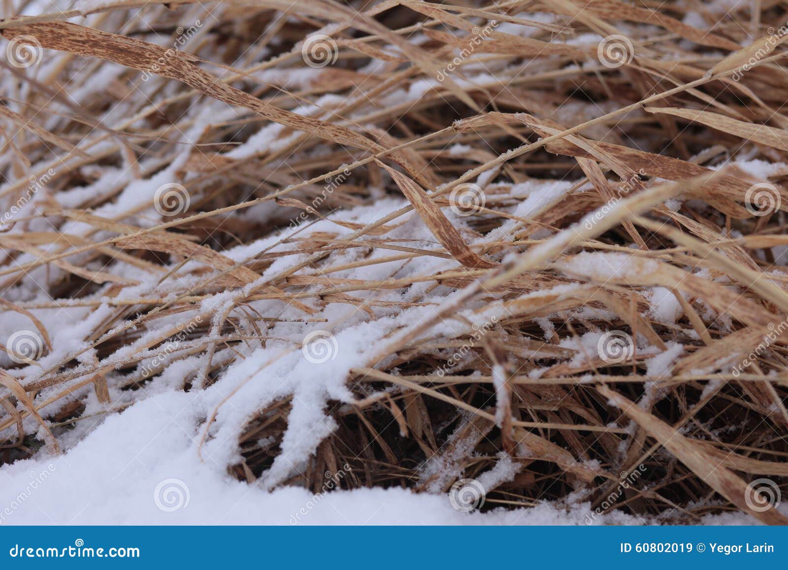 Coastal Plant Cane Phragmites in the Winter Under Snow Stock Image ...