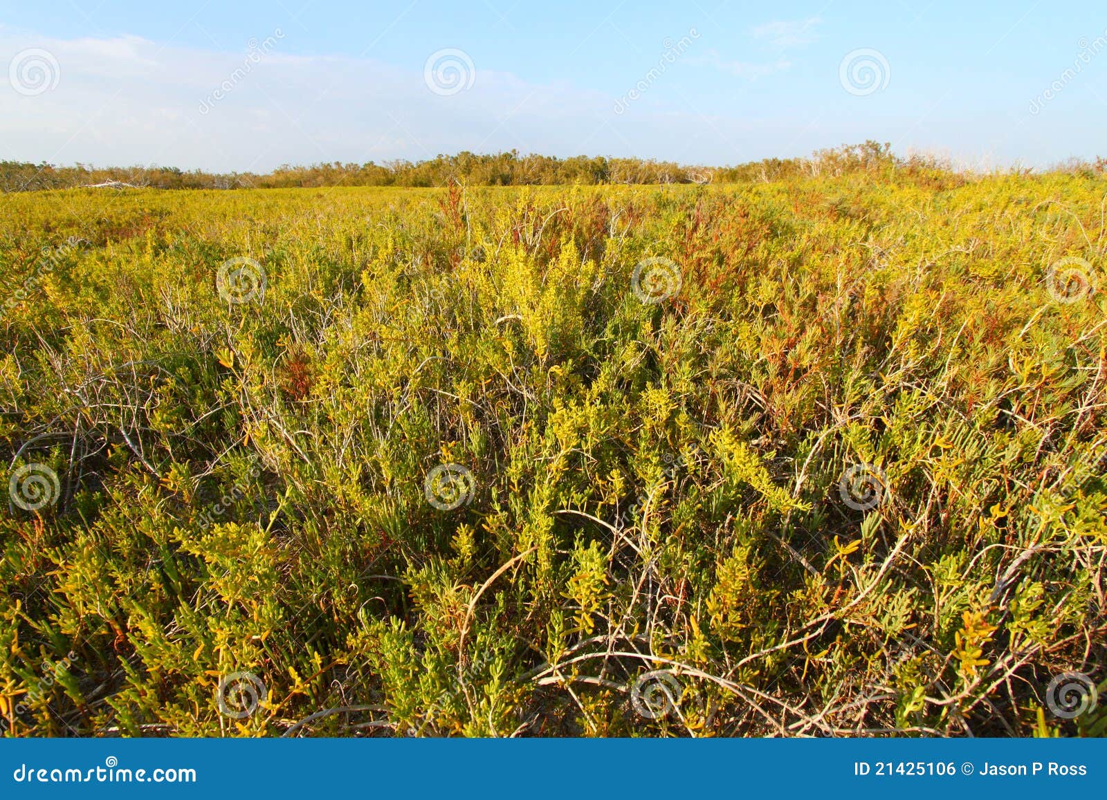 Coastal Prairie Trail - Everglades Stock Photo - Image of prairie ...