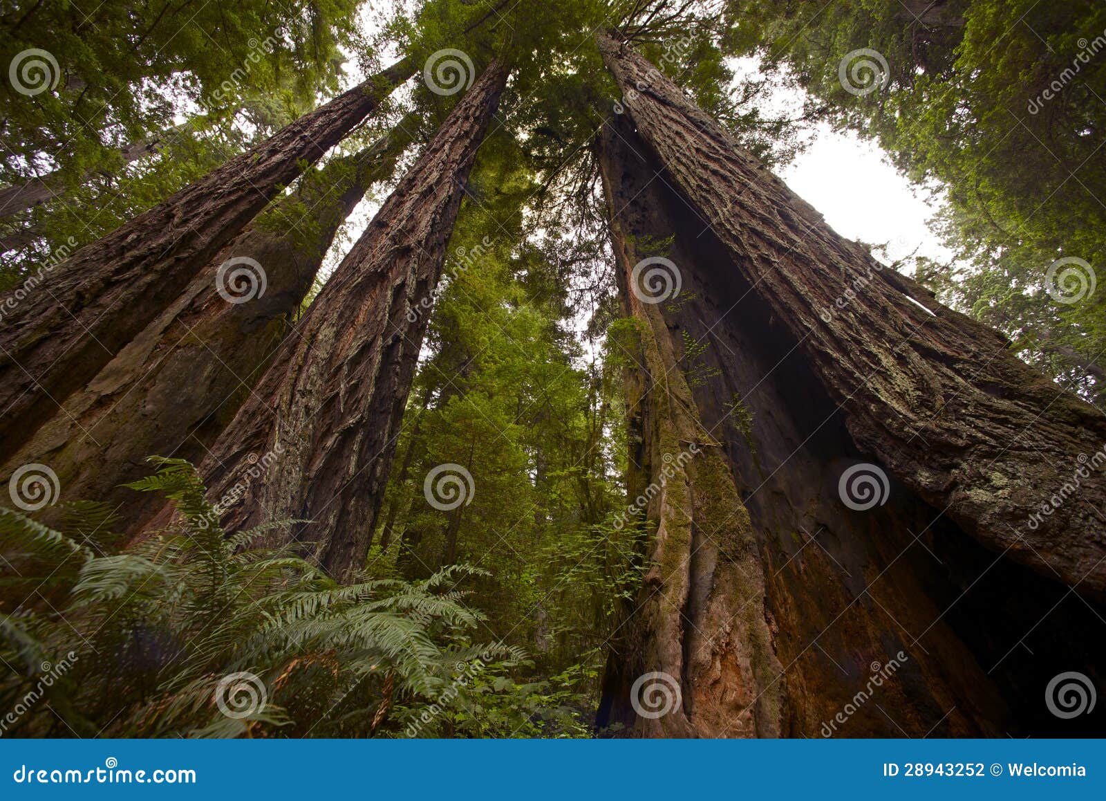 Coastal Redwood Forest stock photo. Image of outdoor - 28943252