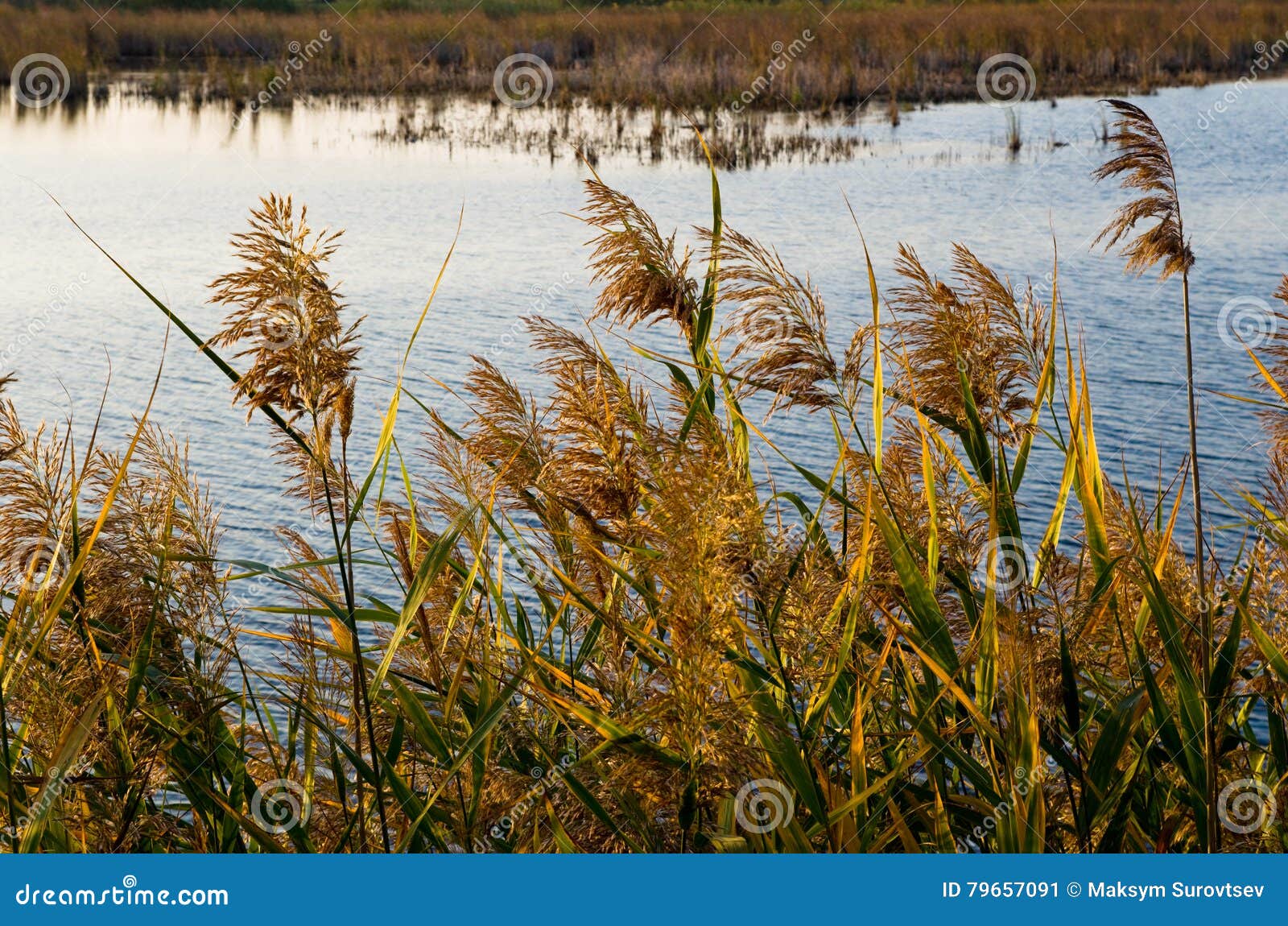 Coastal reeds at dawn stock image. Image of reed, edge - 79657091