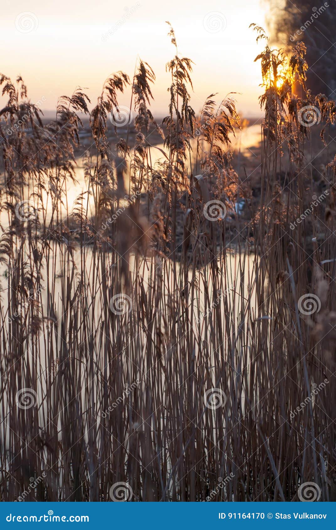 Coastal Reeds in the Setting Sun, Stock Photo - Image of season ...