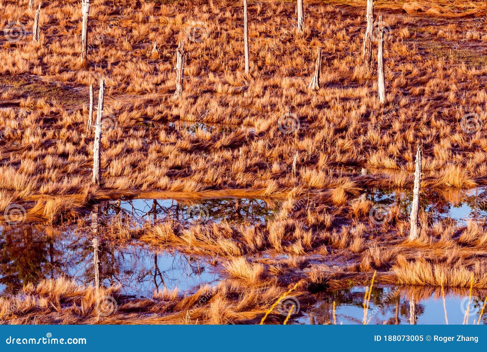 Salt marsh land stock image. Image of canada, salt, water - 188073005