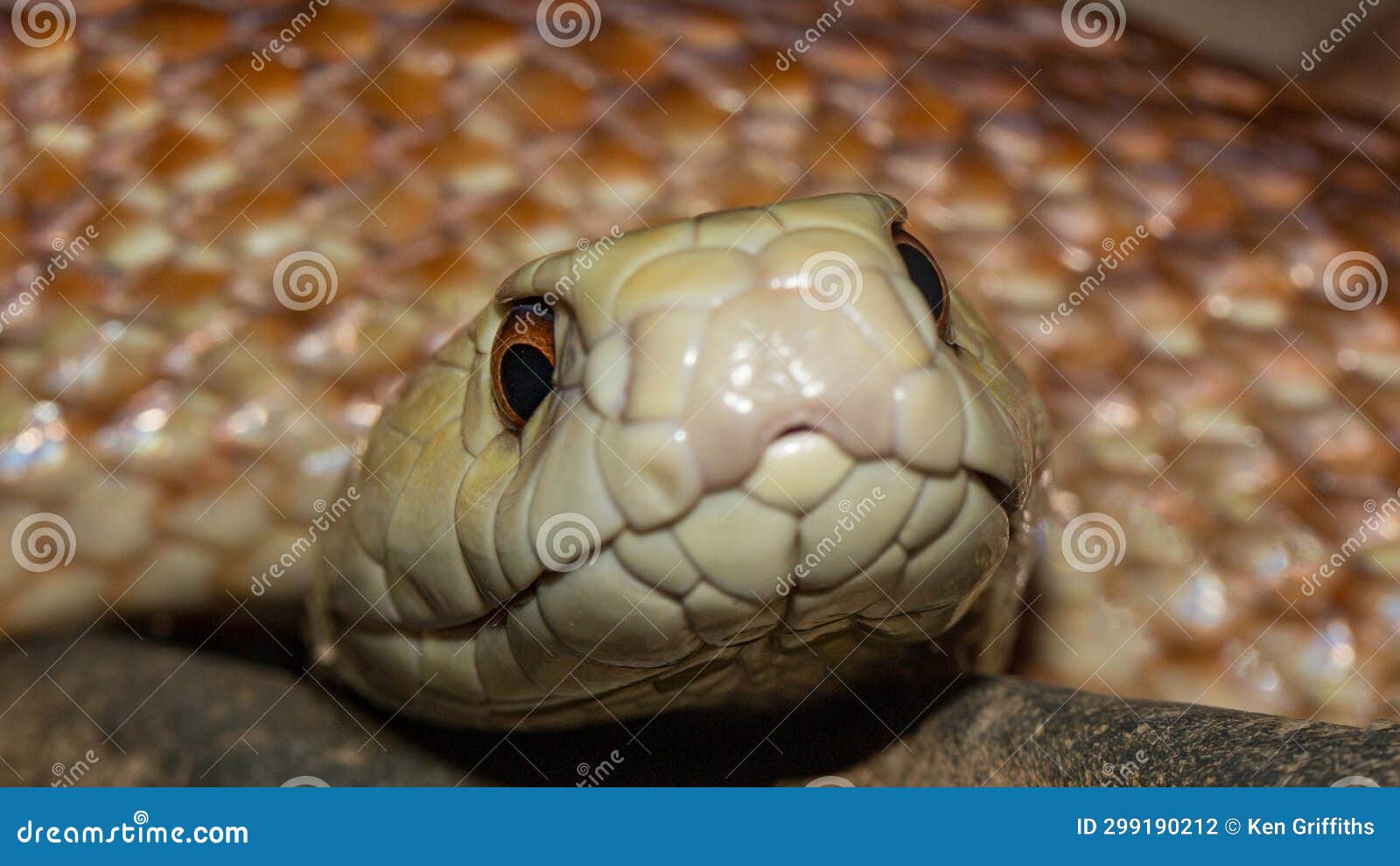 Coastal Taipan stock photo. Image of taipan, wildlife - 299190212