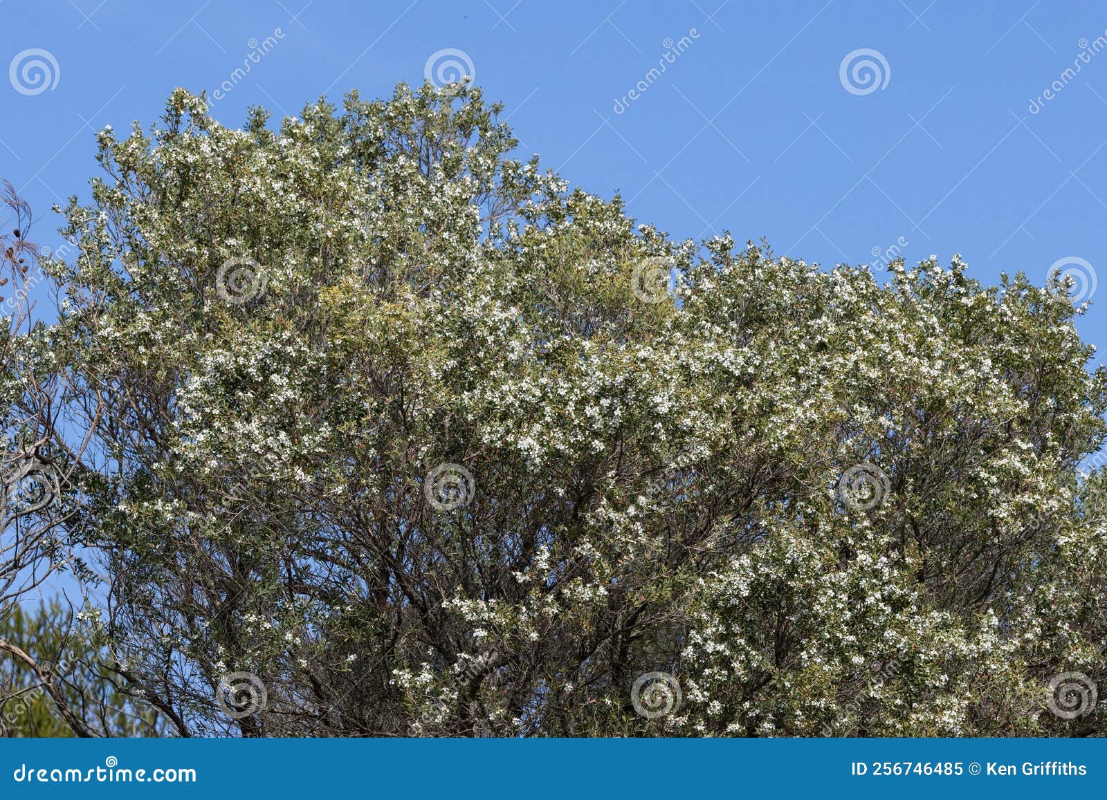 Coastal Tea Tree stock image. Image of leptospermum - 256746485