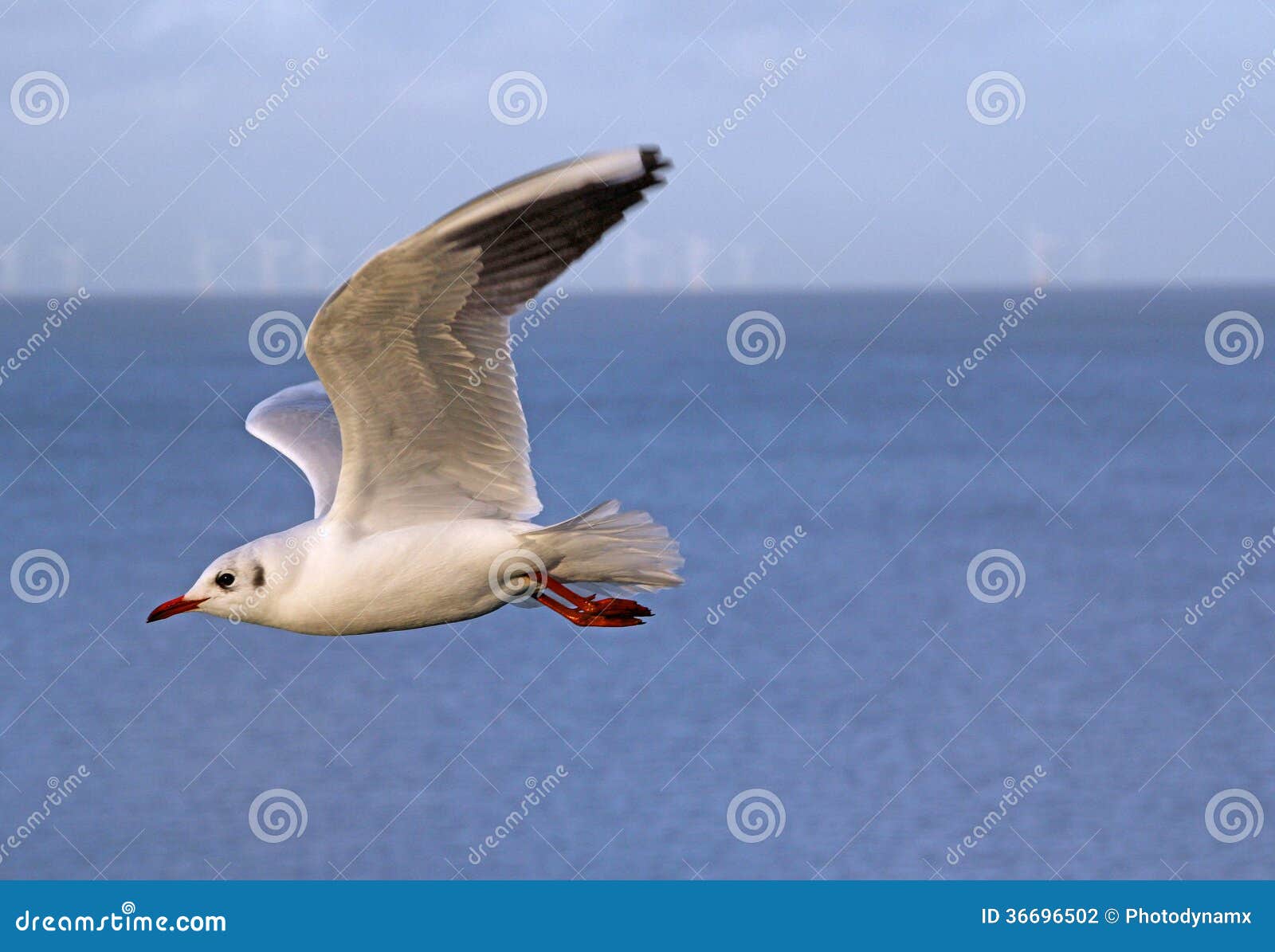 Coastal Tern Seagull in Flight Stock Photo - Image of feathers ...