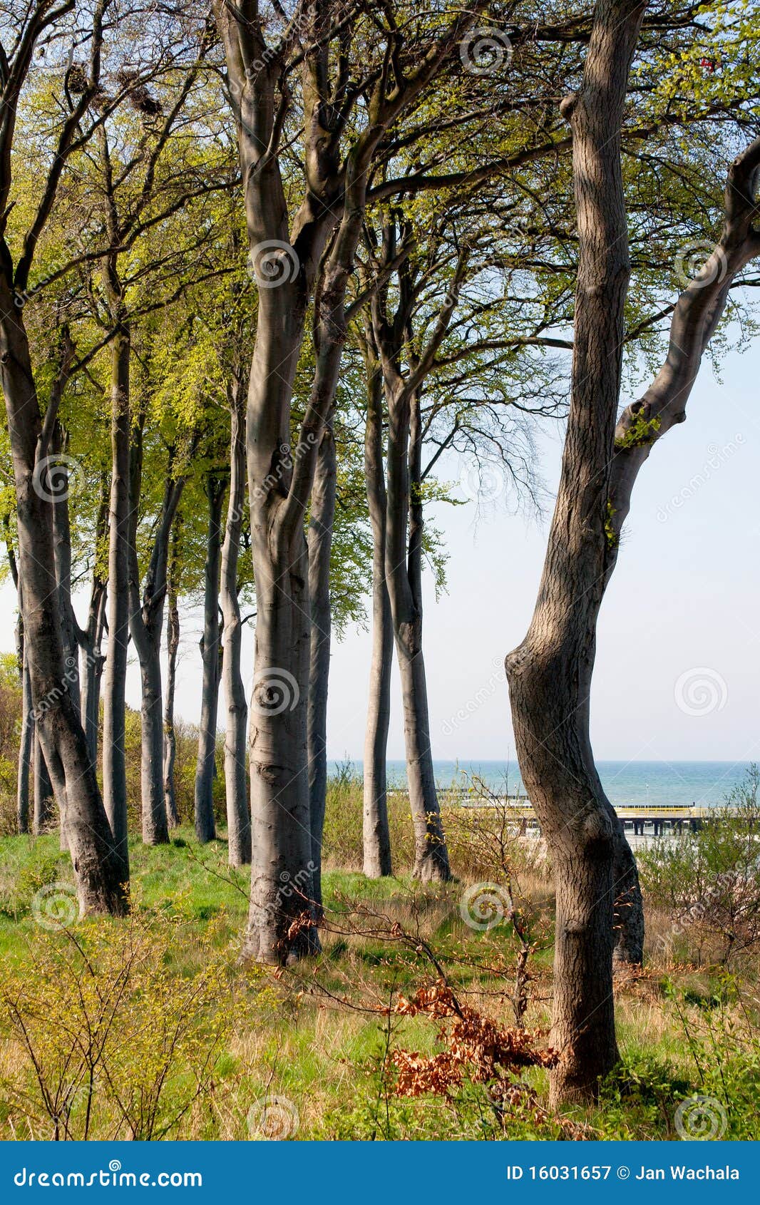 Coastal Tree stock image. Image of holiday, coastal, entertainment ...