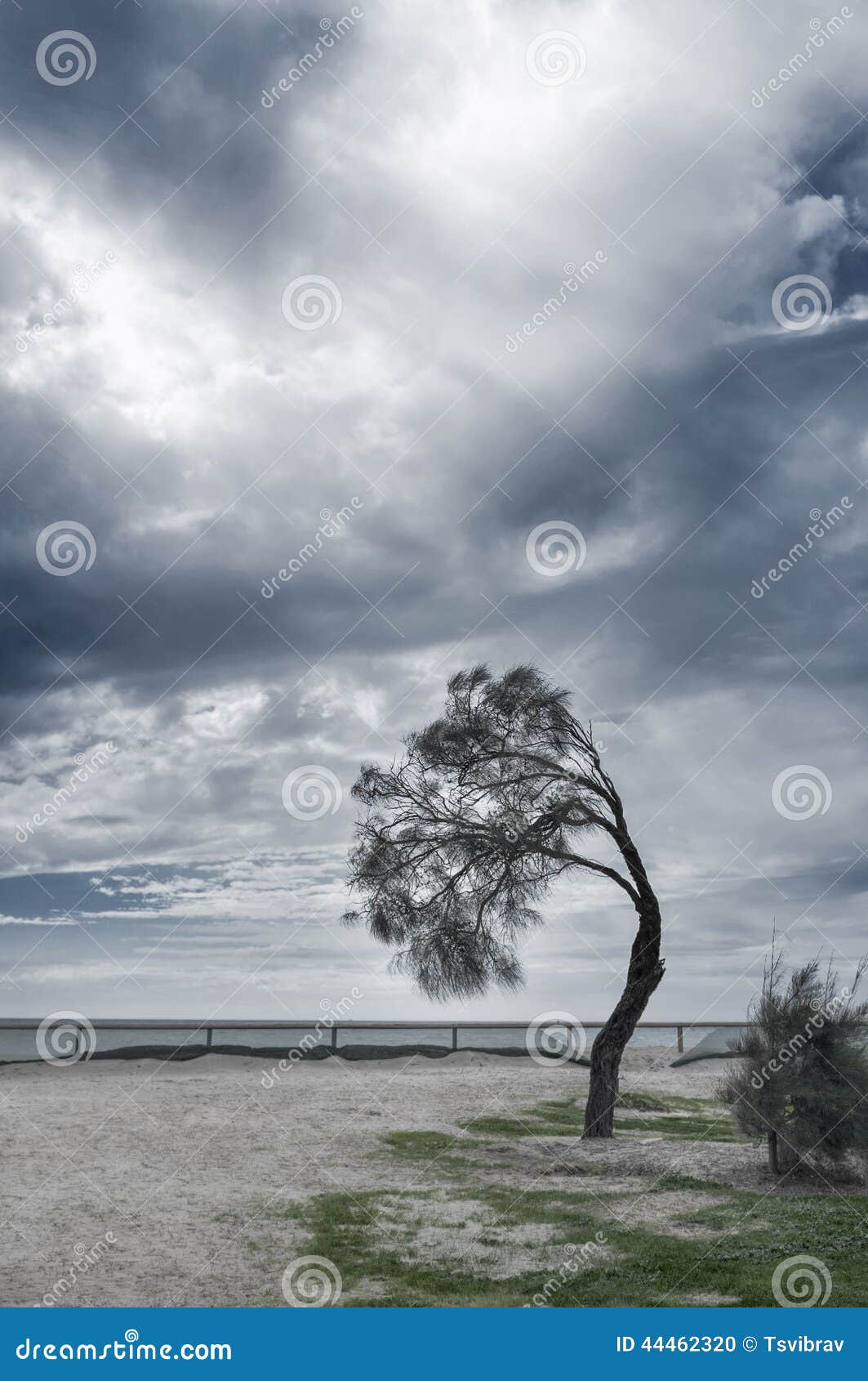 Tree Bent By The Wind Pohara, Tasman Region, New Zealand Royalty-Free ...