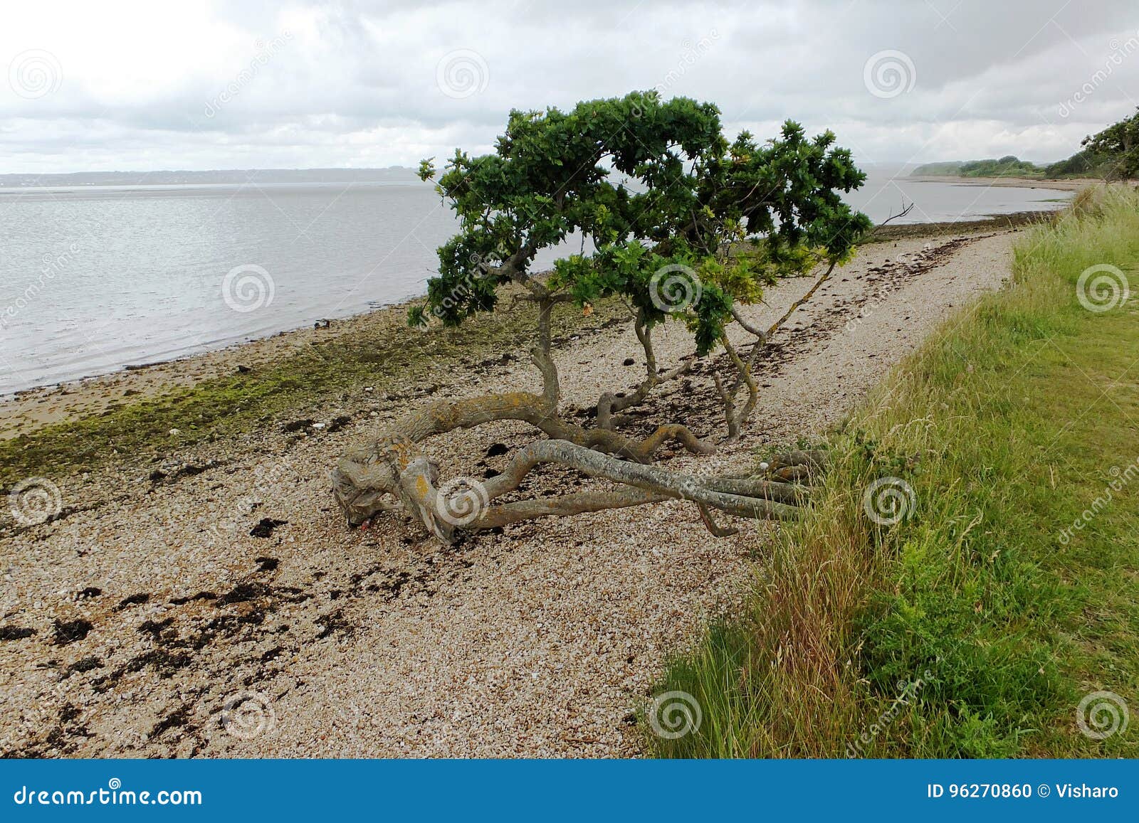 Coastal Tree stock photo. Image of britain, england, shingle - 96270860