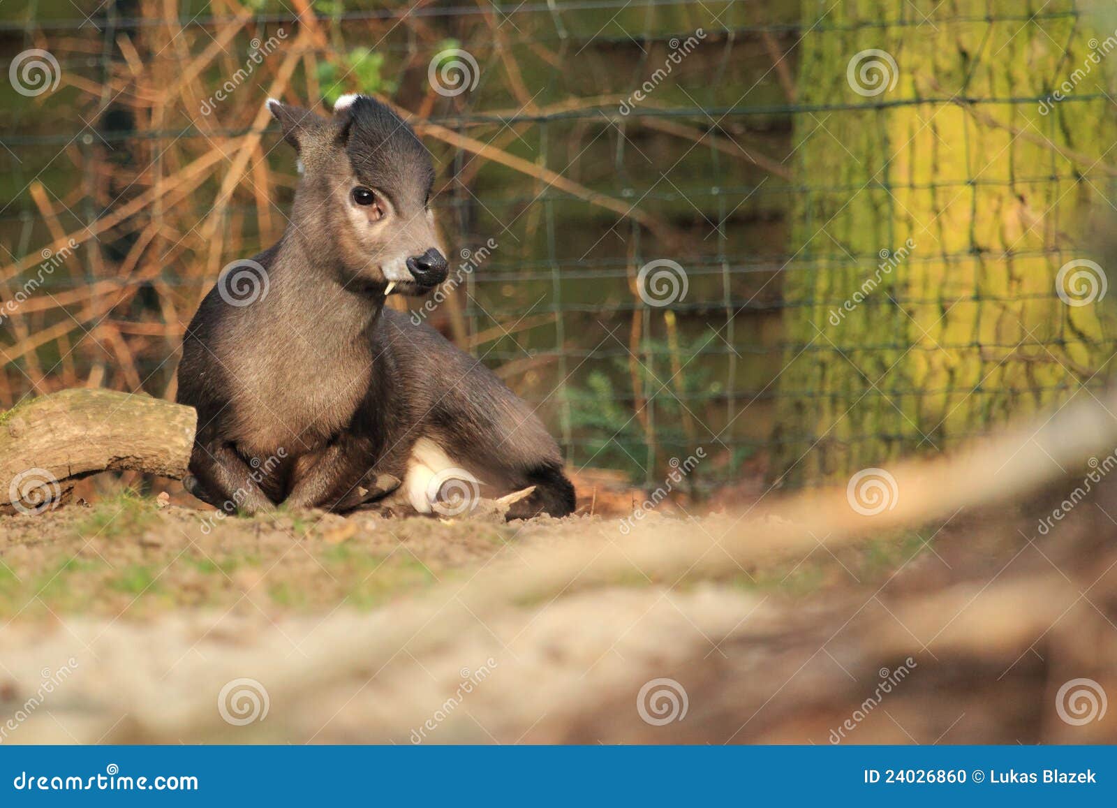 Coastal tufted deer stock photo. Image of michie, cephalophus - 24026860