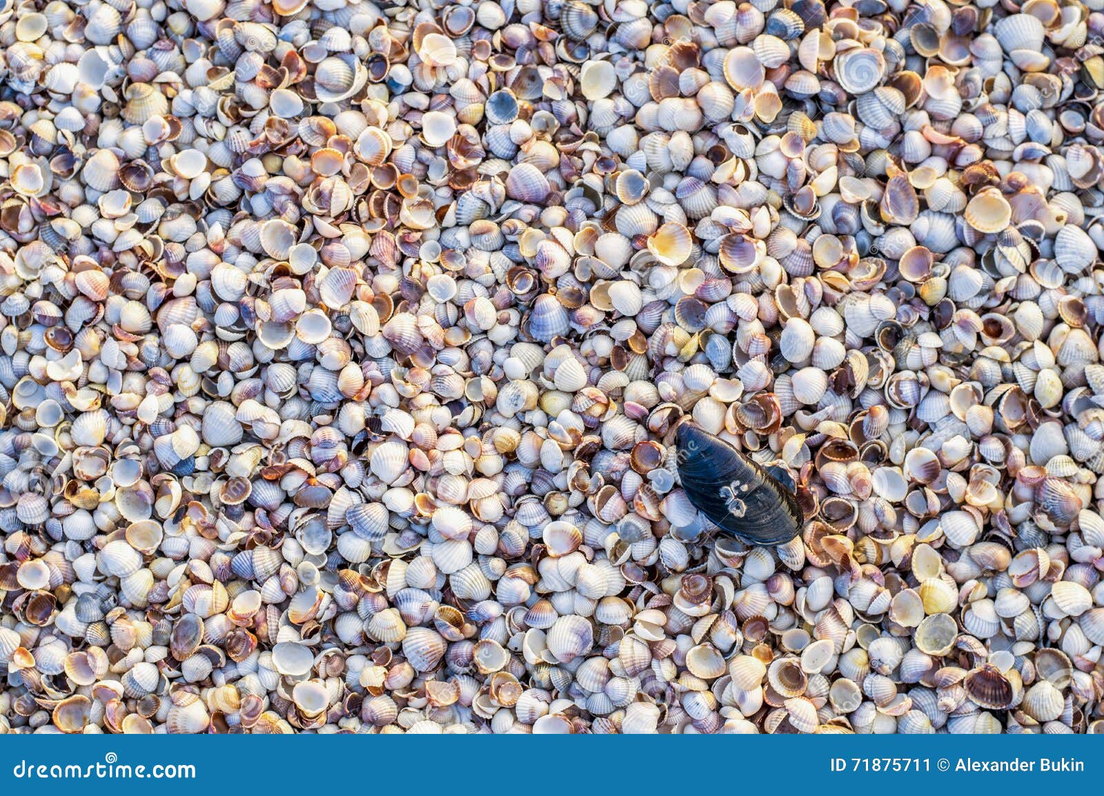 The Coastline, Dotted with Small Shells Stock Image - Image of ...