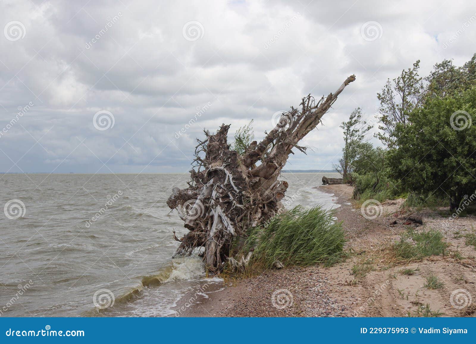The Coastline of the Kaliningrad Bay Stock Image - Image of russia ...